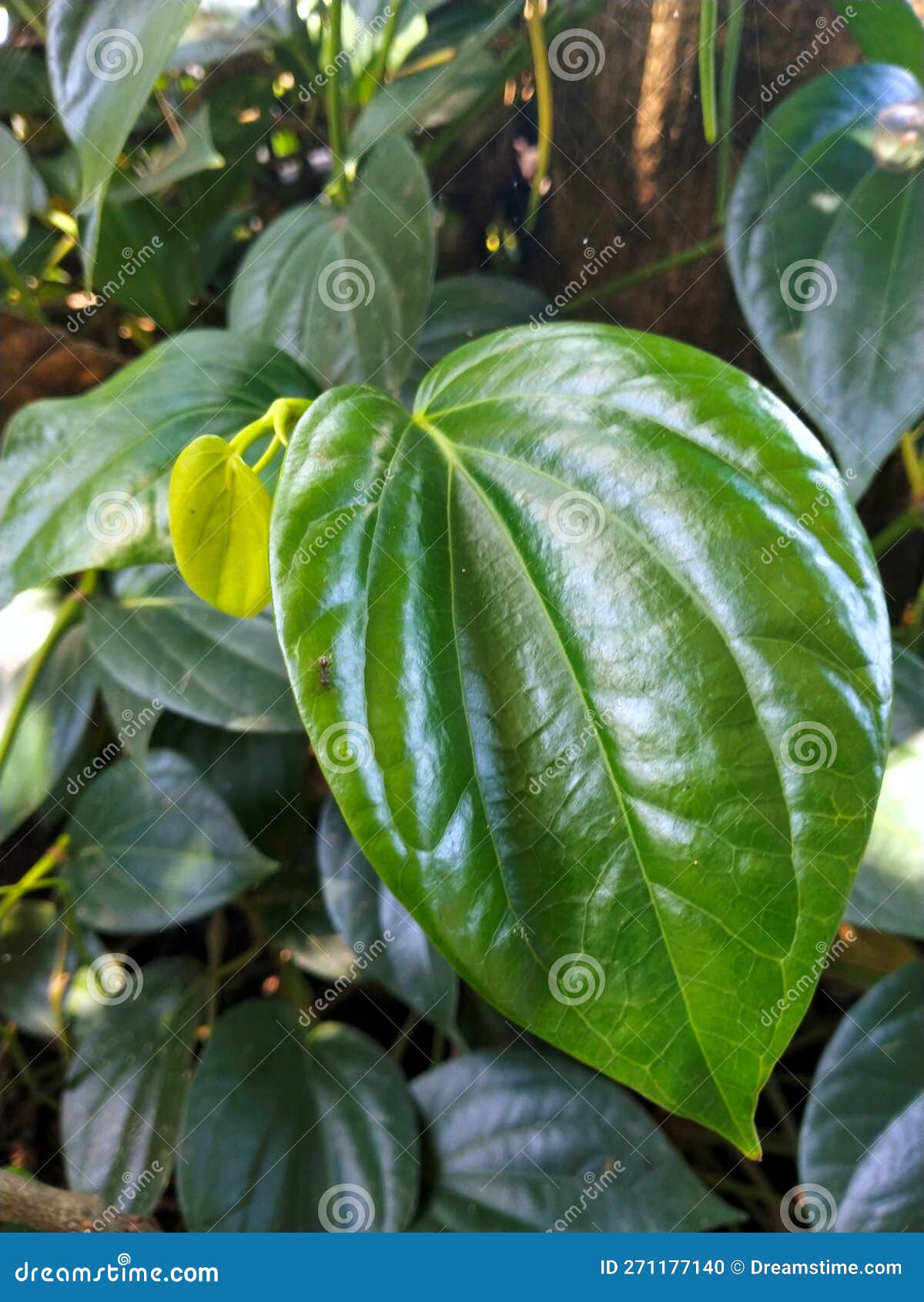 The Green of Betel Leaves Growing in the Yard Stock Photo - Image of ... The Green of Betel Leaves Growing in the Yard Stock Photo - Image of ...