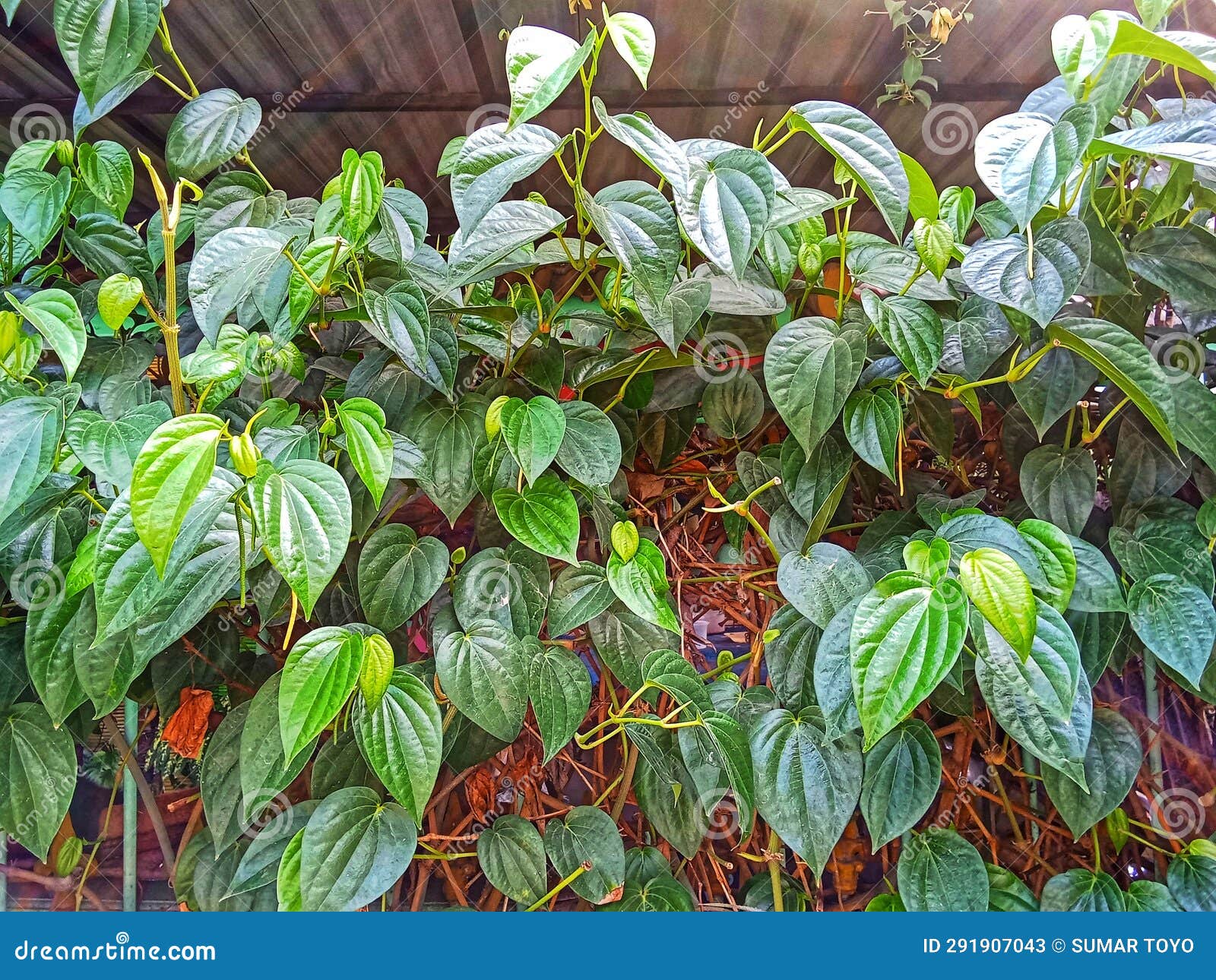 Betel Leaves Have Many Benefits To Healthy Stock Image - Image of ... Betel Leaves Have Many Benefits To Healthy Stock Image - Image of ...