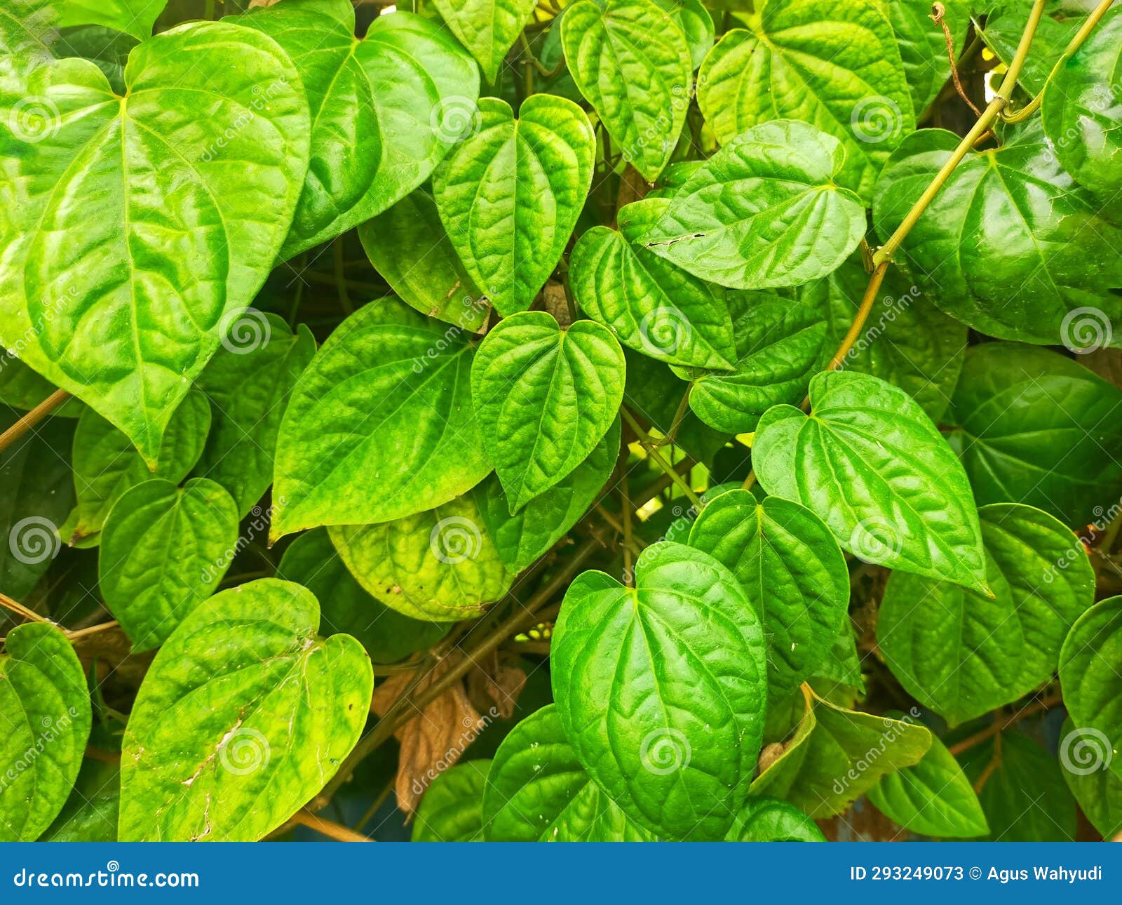 Betel Leaves Have Many Benefits And Uses For Treatment Stock Image Image Of Treatment Leaves