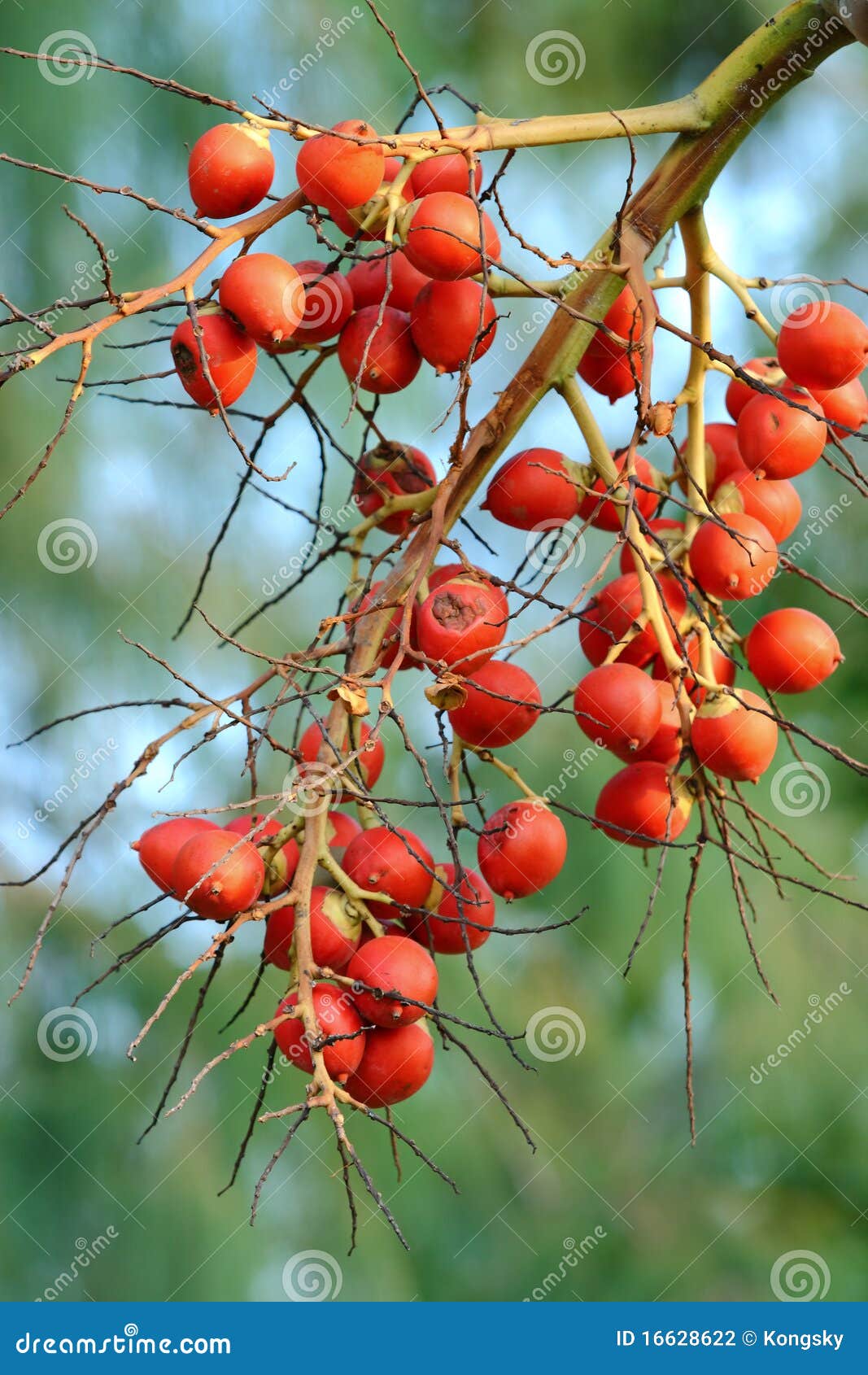 Betel nut stock photo. Image of tropical, betelnut, areca - 16628622