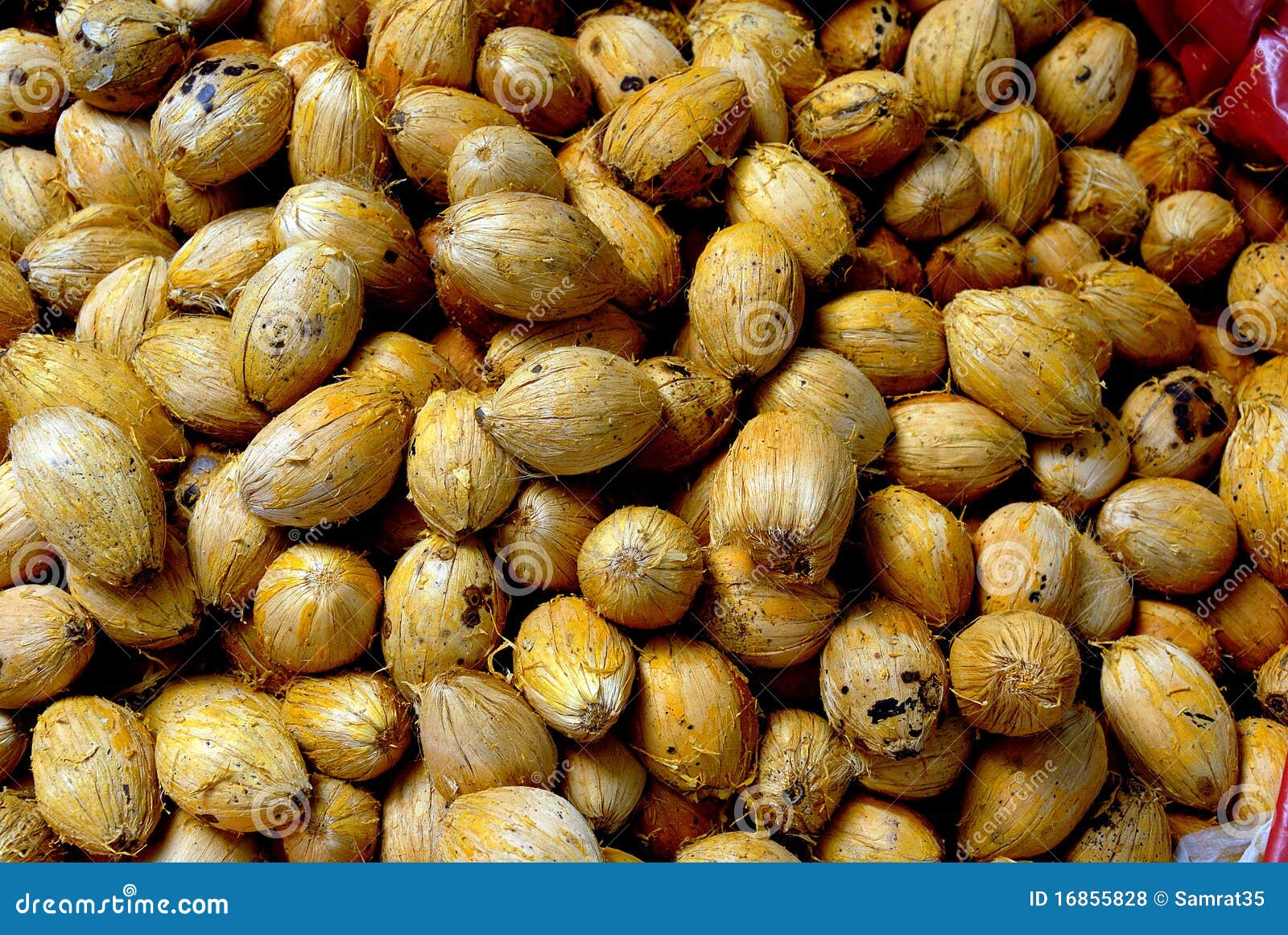 Betel-nut stock photo. Image of traditional, brown, betel - 16855828