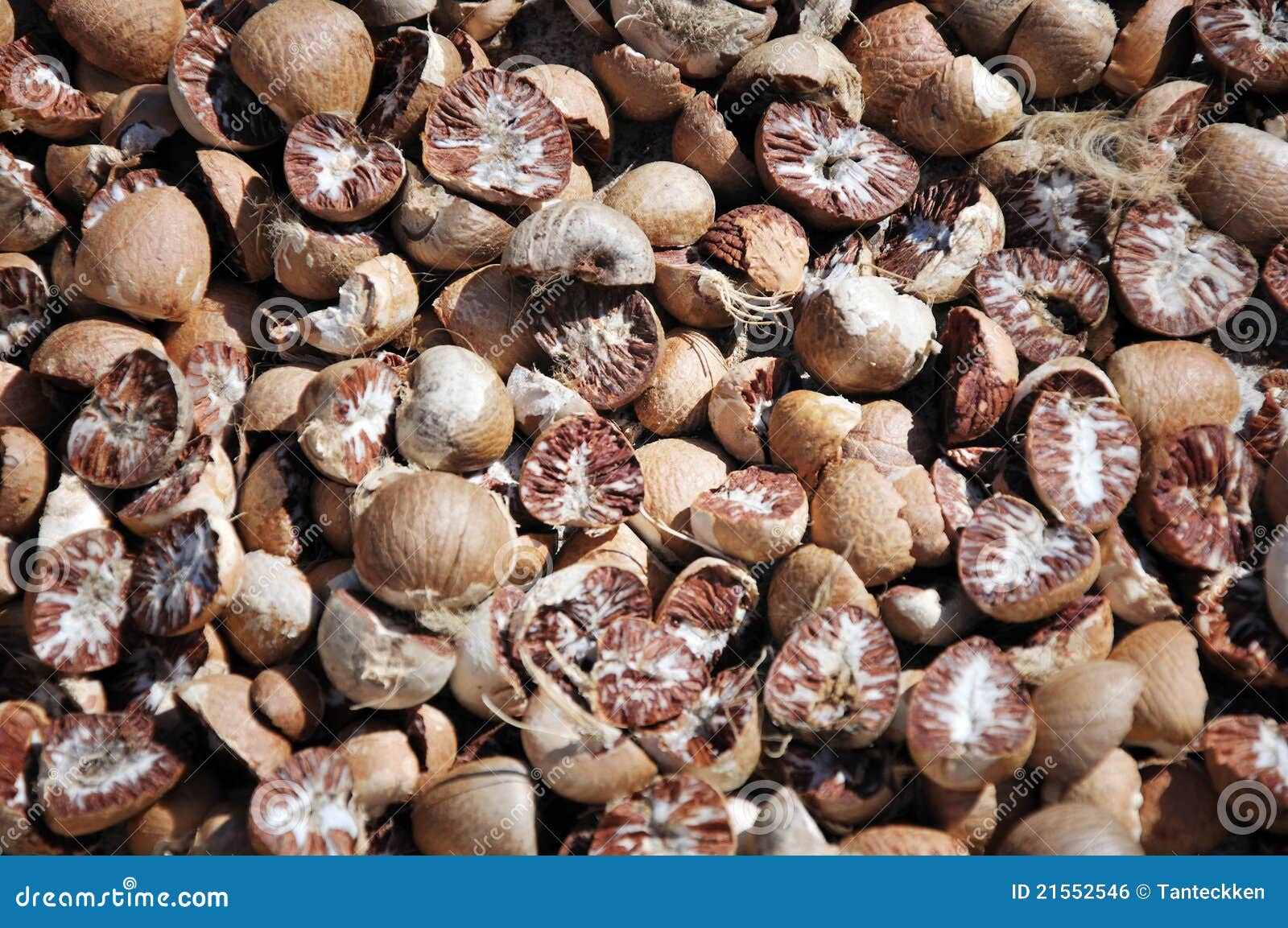 Betel Nut stock photo. Image of chewing, crops, abuse - 21552546