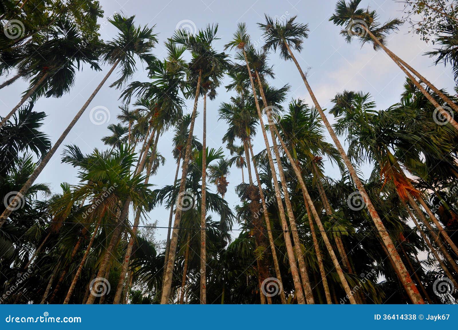 Betel Nut or Areca Nut Tree Stock Photo - Image of areca, palm: 36414338