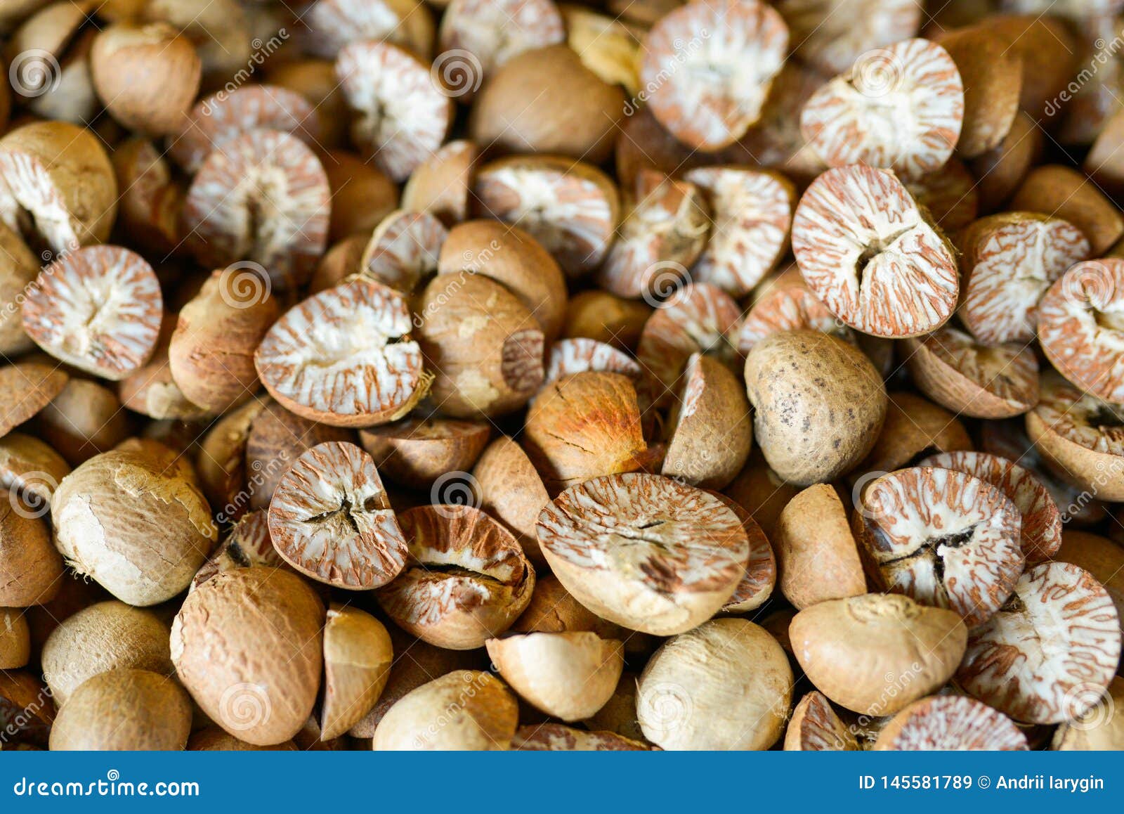 Betel nut background stock image. Image of nuts, myanmar - 145581789
