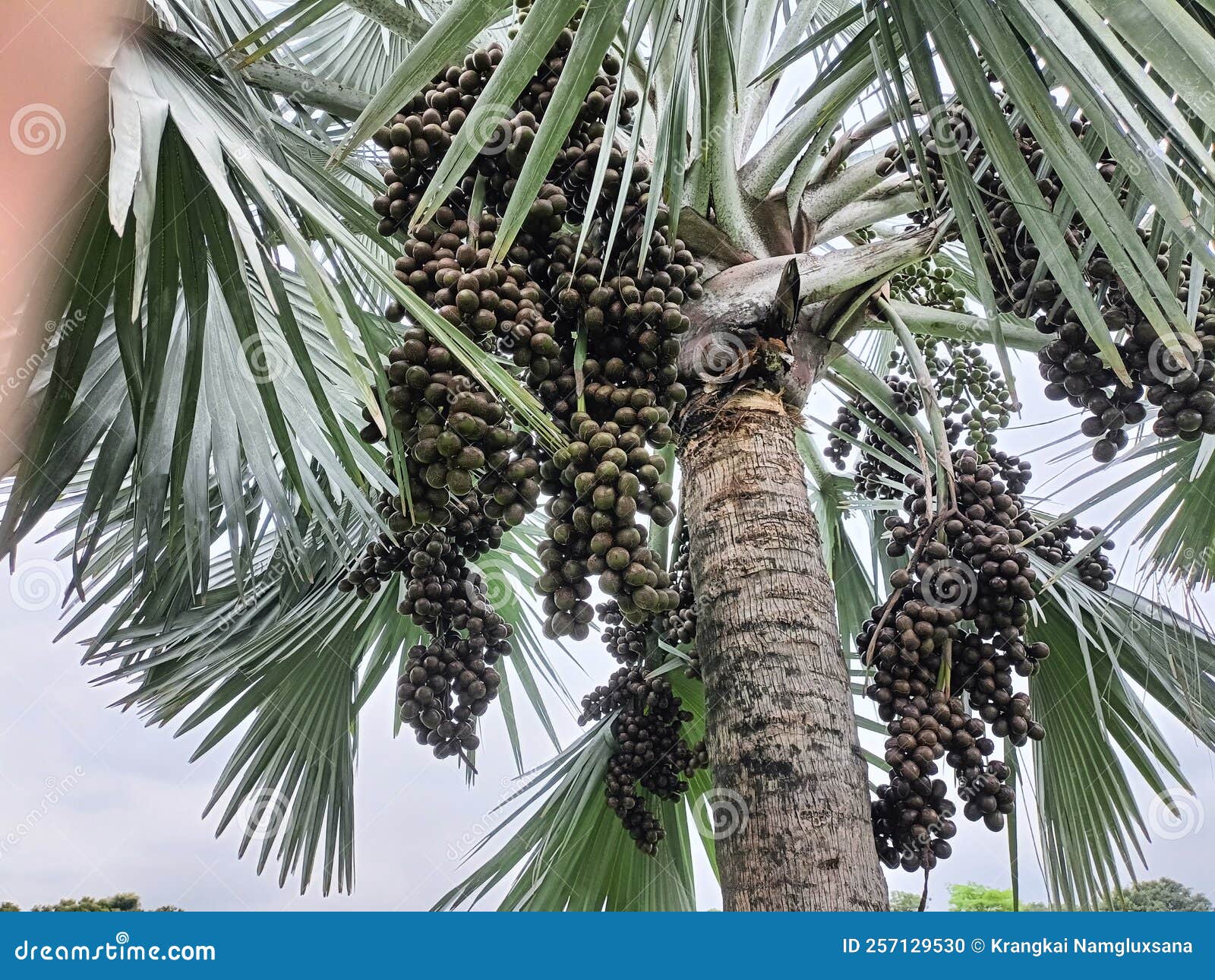 The Betel Nut is a Bunch on the Tree. Stock Photo - Image of ...