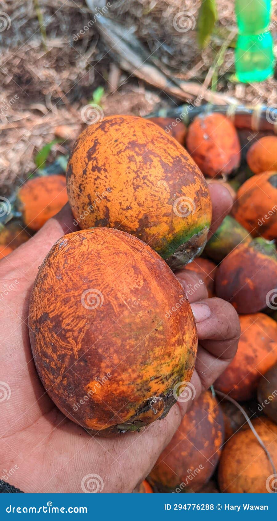 Betel nut stock photo. Image of health, nature, arecanut - 294776288