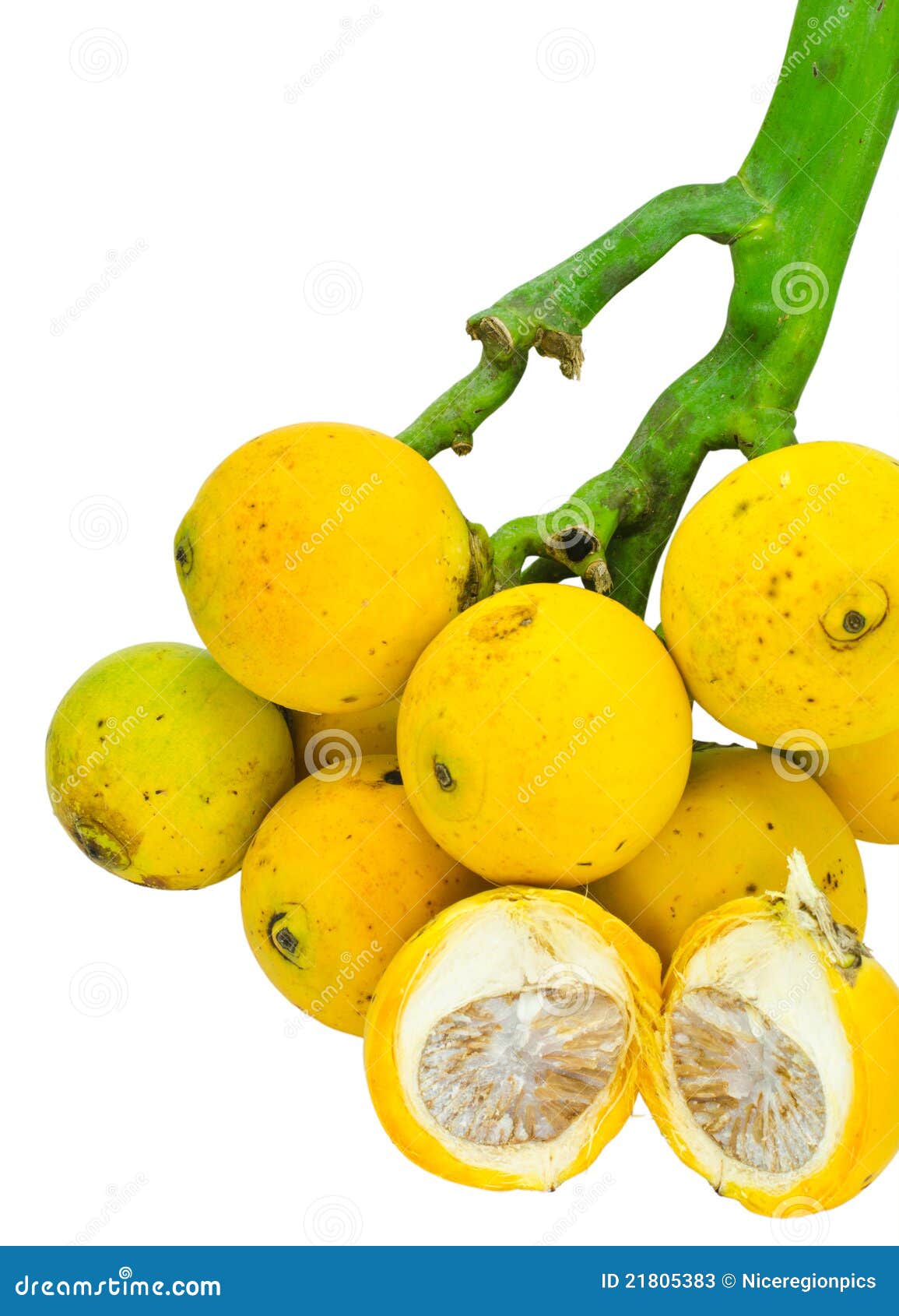 Betel nut palm fruits. stock image. Image of fresh, crop - 21805383