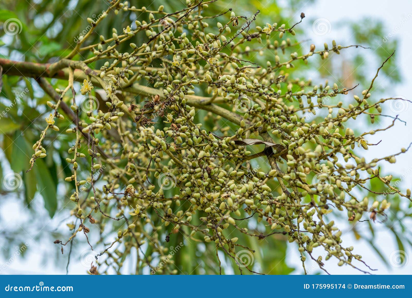 Betel Nut Palm or Betel Nuts on Tree Stock Photo - Image of catechu ...