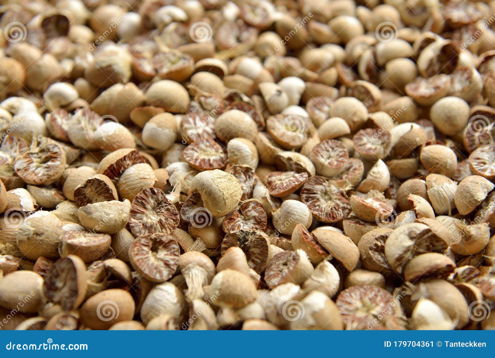 Betel Nut. Betel Nut is a Seed of the Fruit of the Areca Palm, a Type ...