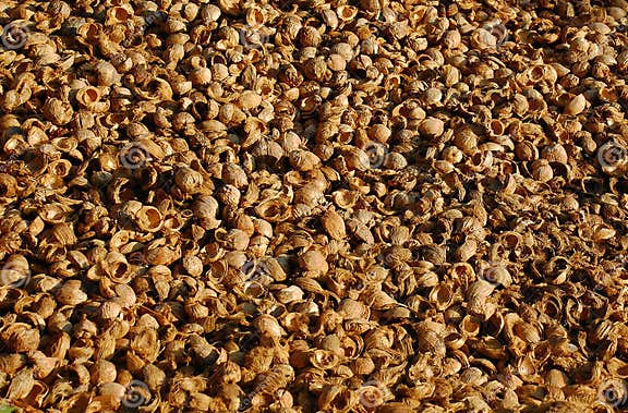 Betel nut shells stock image. Image of ingredient, palm - 10403621