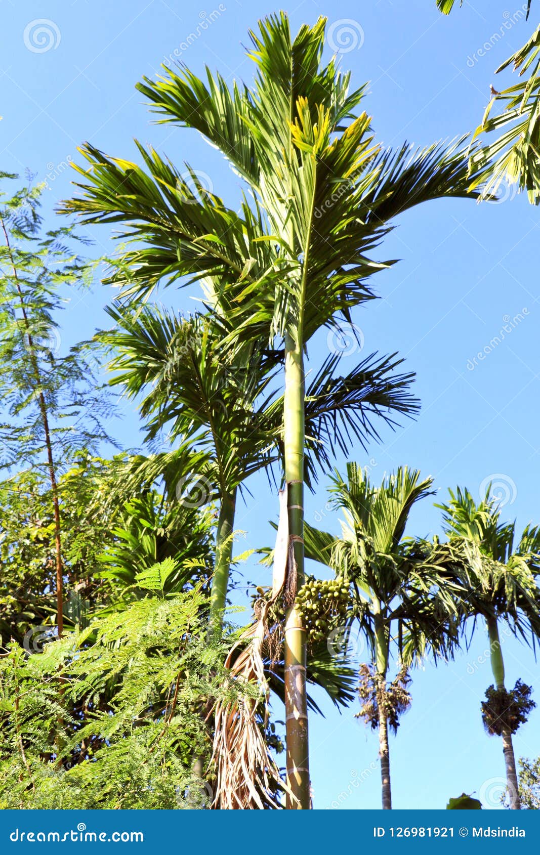 Betel Nut & Tree stock image. Image of bunch, areca - 126981921