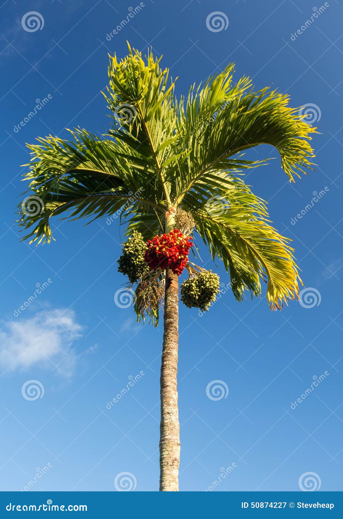 Betel Nut Tree Growing in Kauai Stock Image - Image of leaf, leaves ...