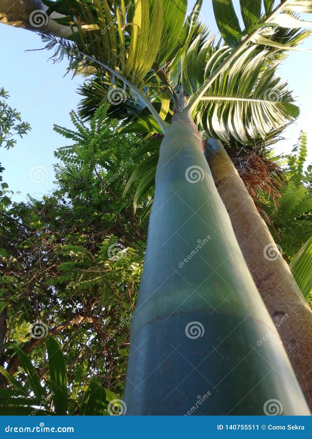 Betel nut tree stock image. Image of betel, spider, flower - 140755511