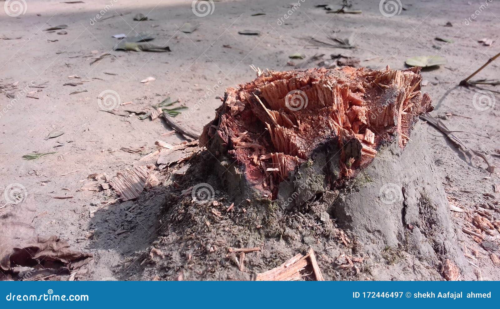 Betel nut tree root cut stock image. Image of tree, india - 172446497