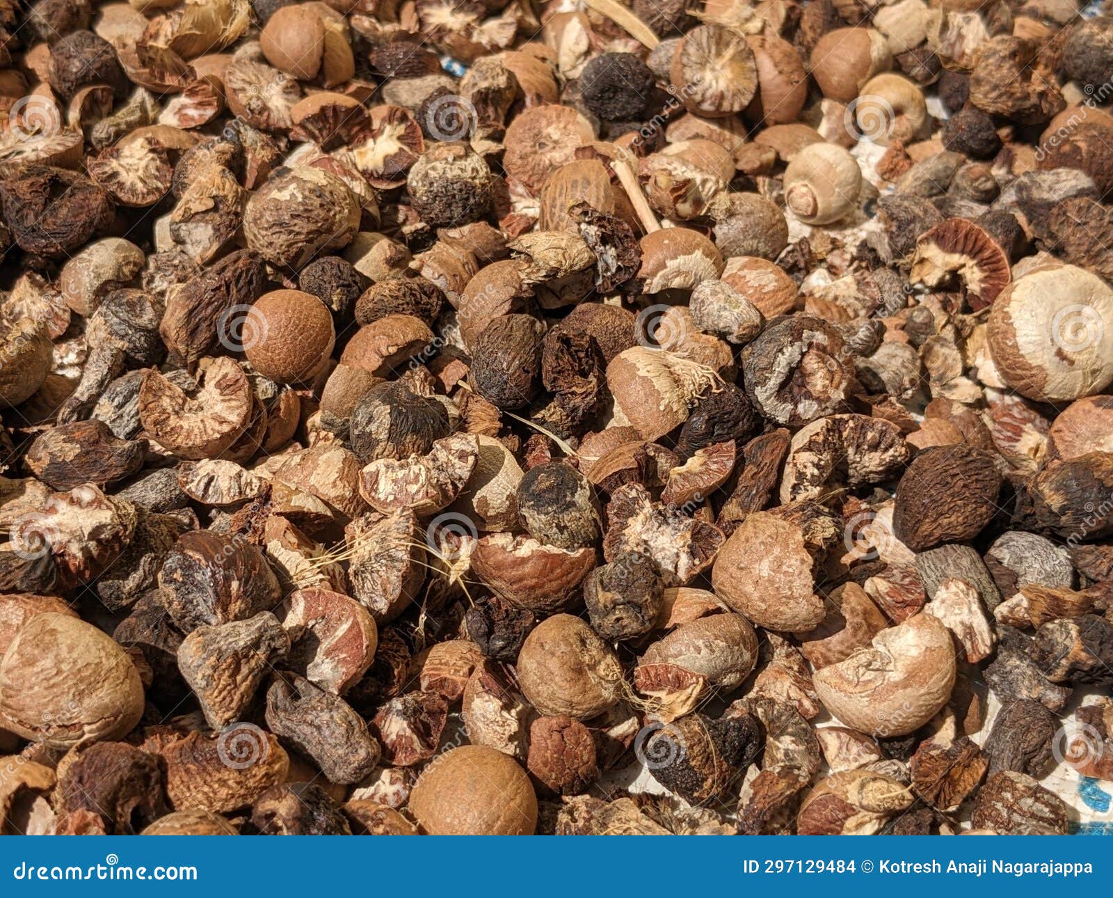 Betel nuts or Areca nuts stock photo. Image of healthy - 297129484