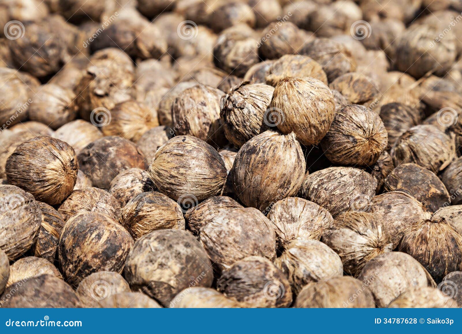 Betel nuts drying stock photo. Image of green, drying - 34787628