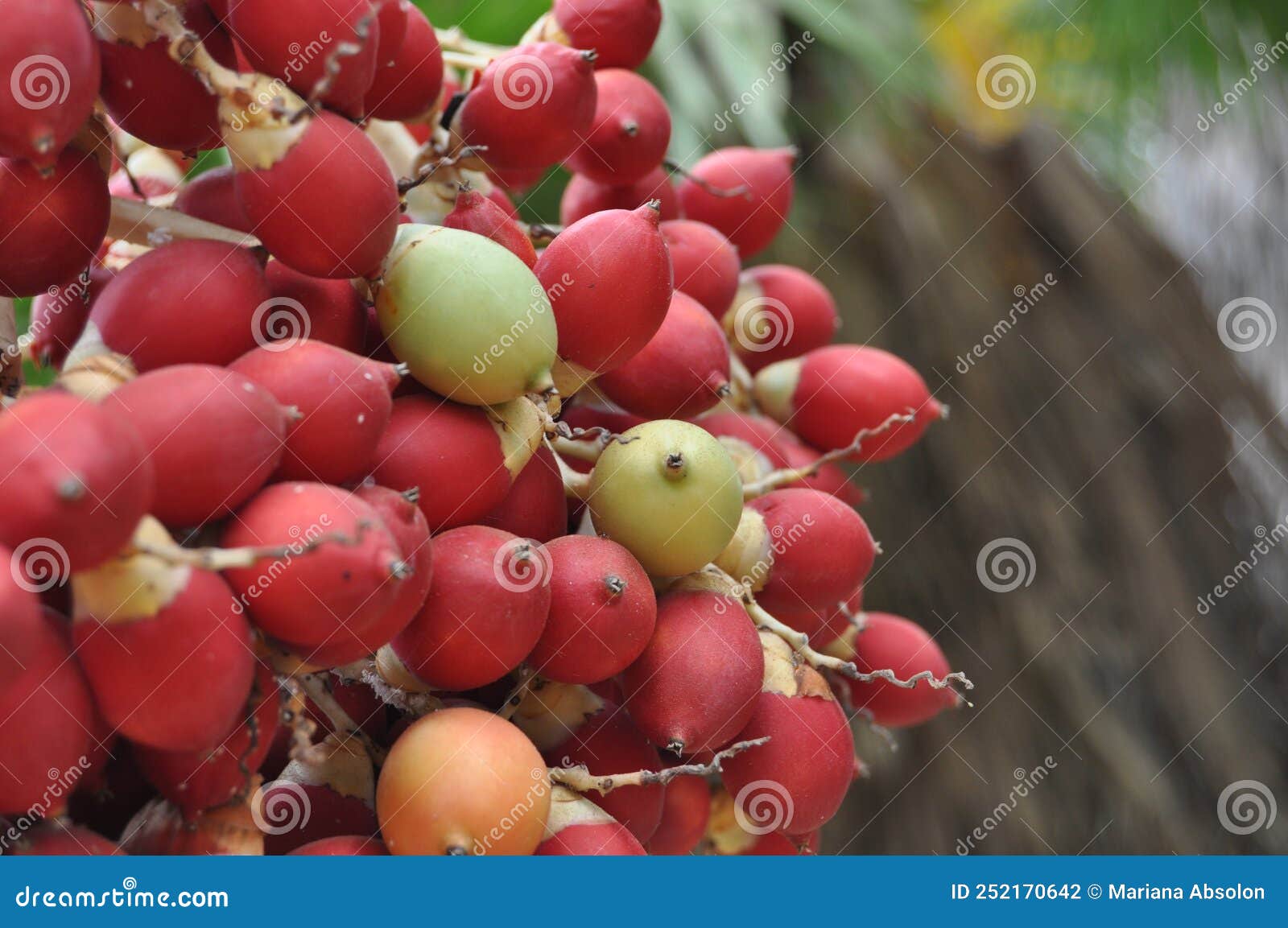 Red Areca Nut Palm on Tree stock photo. Image of food - 252170642