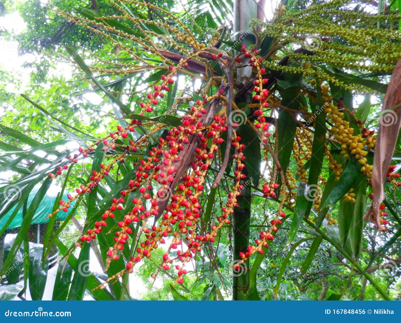 Betel nuts in a tree stock photo. Image of material - 167848456