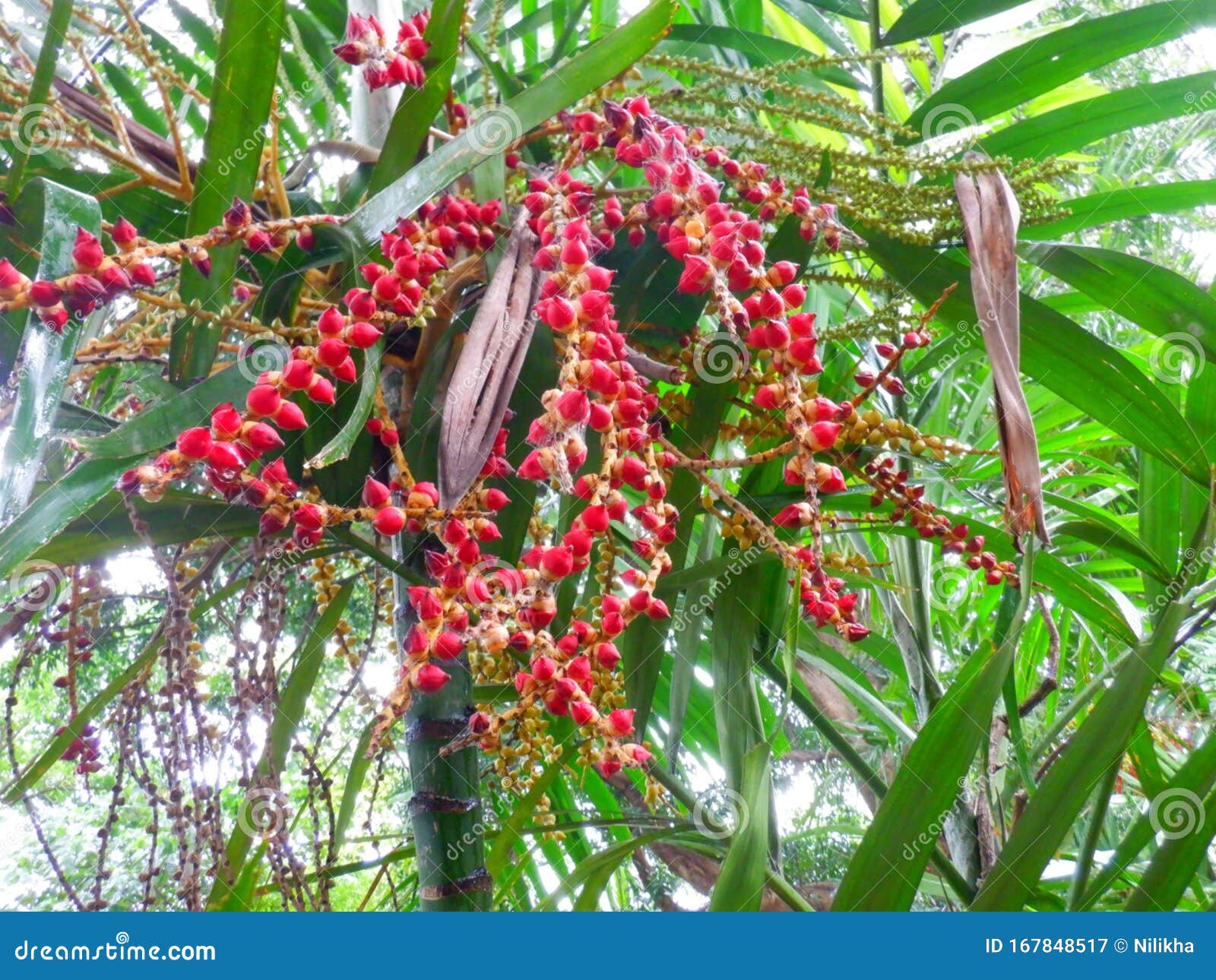 Betel nuts in a tree stock image. Image of tree, plant - 167848517