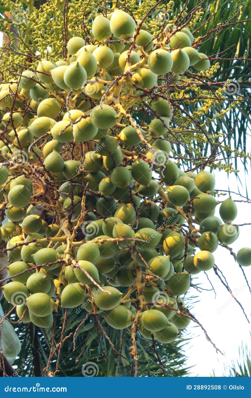 Betel palm stock photo. Image of branches, betel, oriental - 28892508
