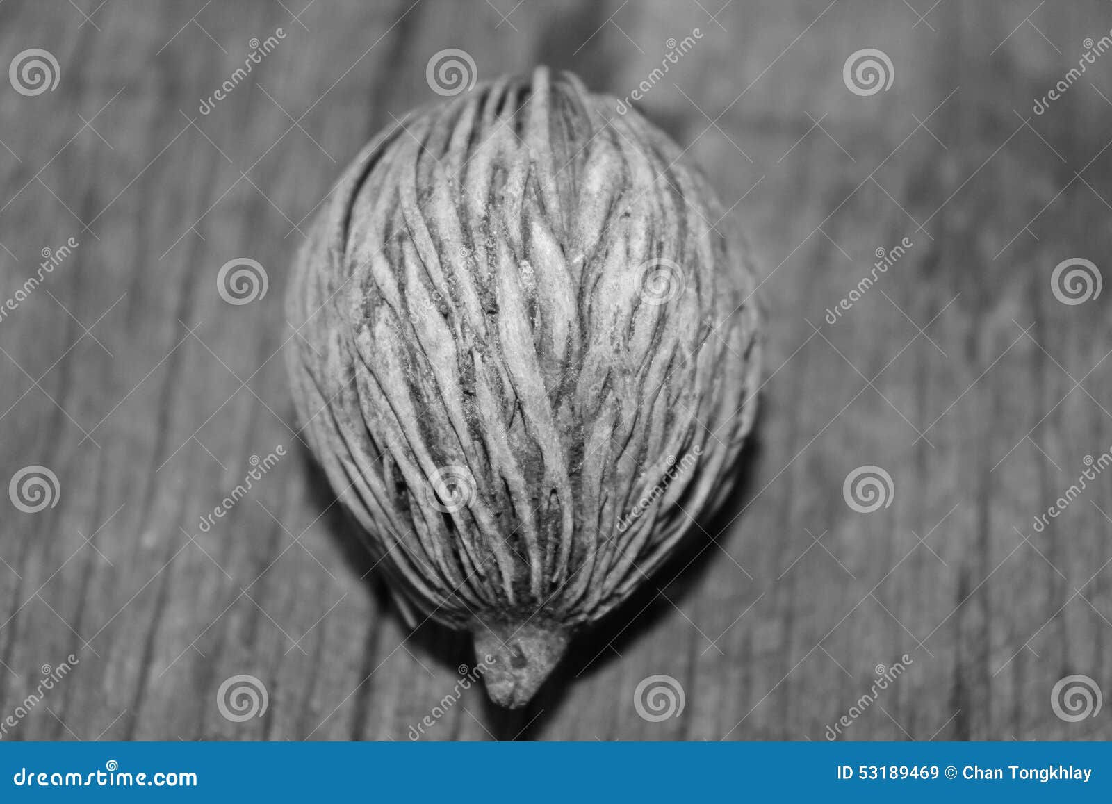 Betel palm stock image. Image of food, chewing, palm - 53189469