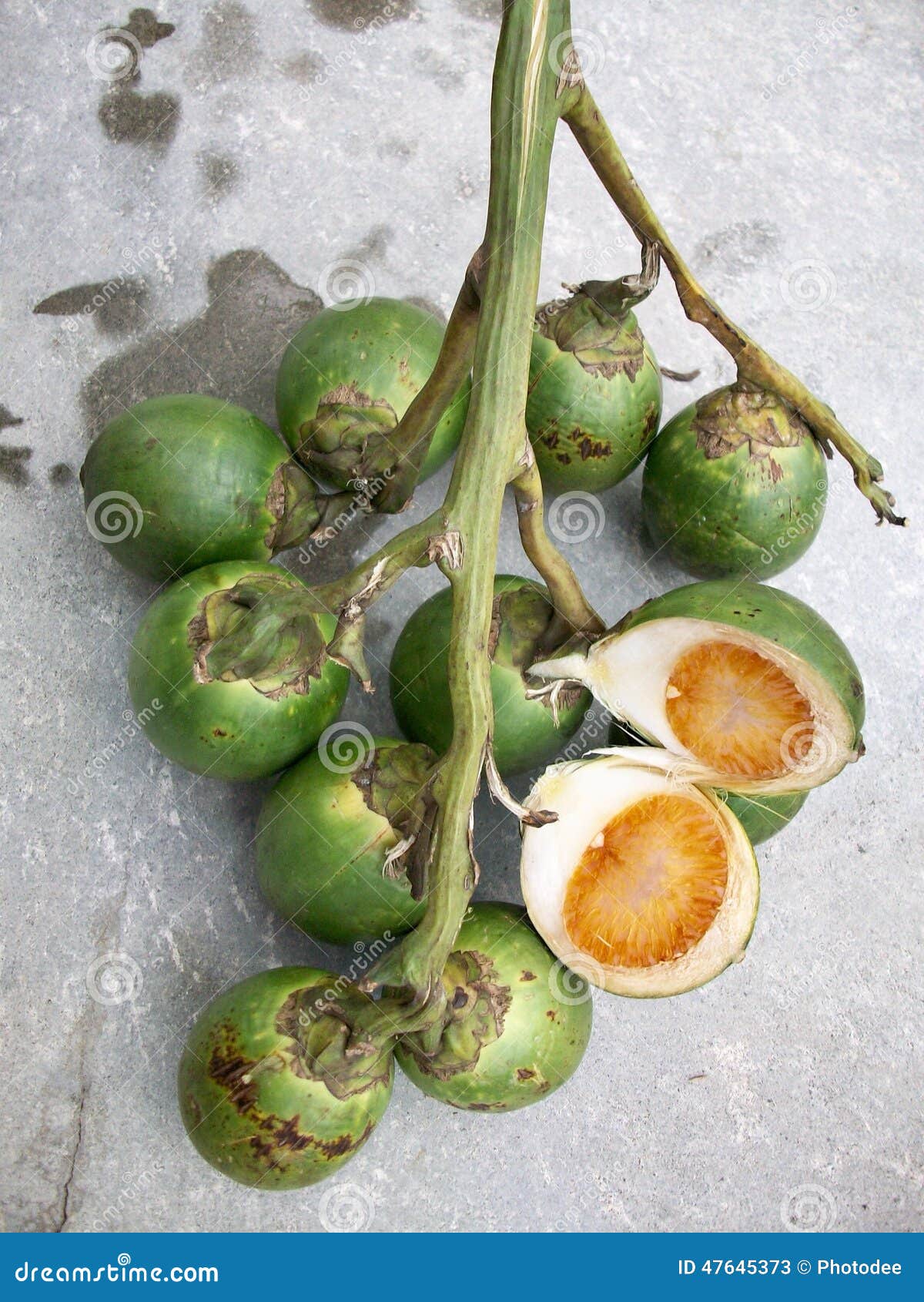 Betel palm stock image. Image of areca, palm, rind, spring - 47645373