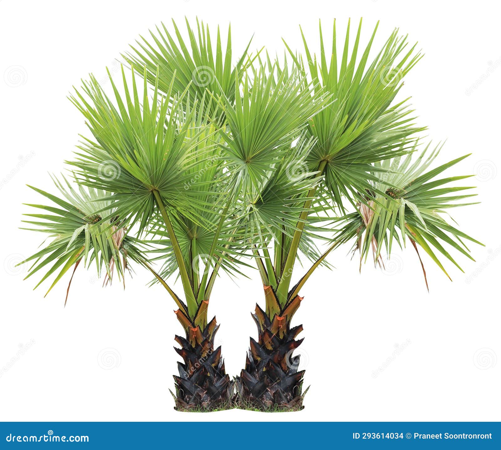 Young Betel Palm on Isolate Background and Clipping Path Stock Photo ...