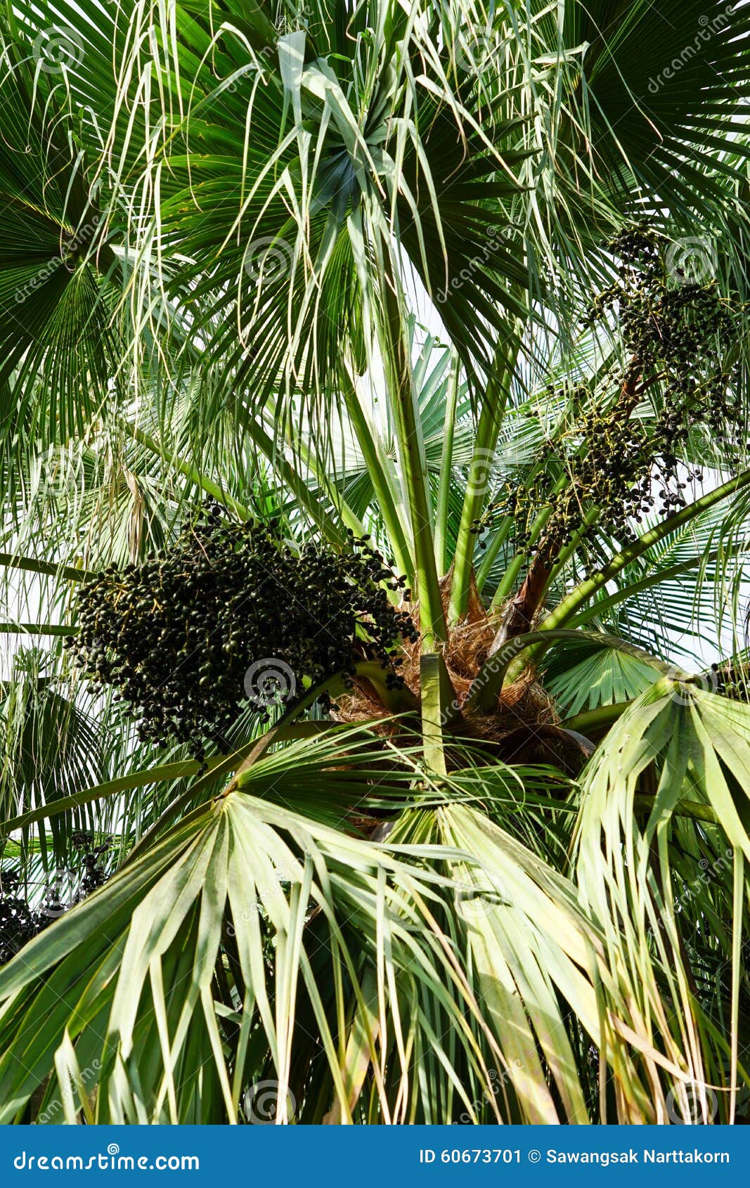 Betel palm stock image. Image of leaves, vegetable, plant - 60673701