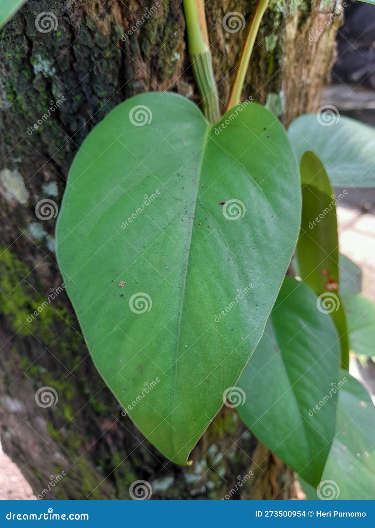 Betel Plant is a Type of Plant that Has Many Benefits Stock Photo ... Betel Plant is a Type of Plant that Has Many Benefits Stock Photo ...