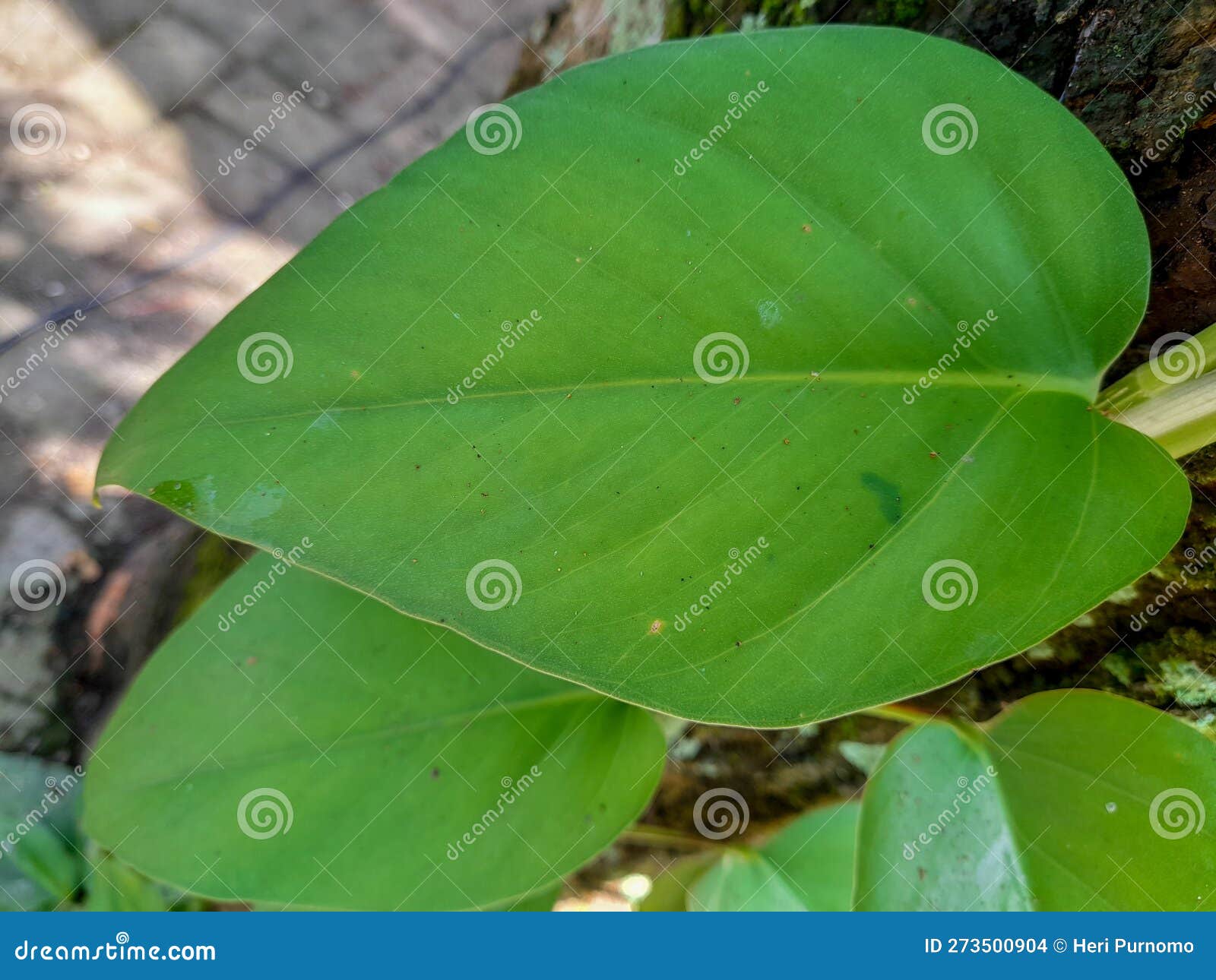 Betel Plant is a Type of Plant that Has Many Health Benefits Stock ... Betel Plant is a Type of Plant that Has Many Health Benefits Stock ...