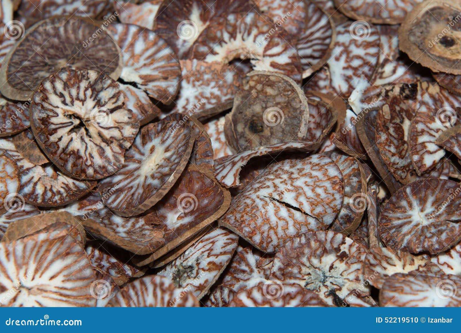 Betel Seed Made of Cutted Khat Stock Photo - Image of paan, areca: 52219510