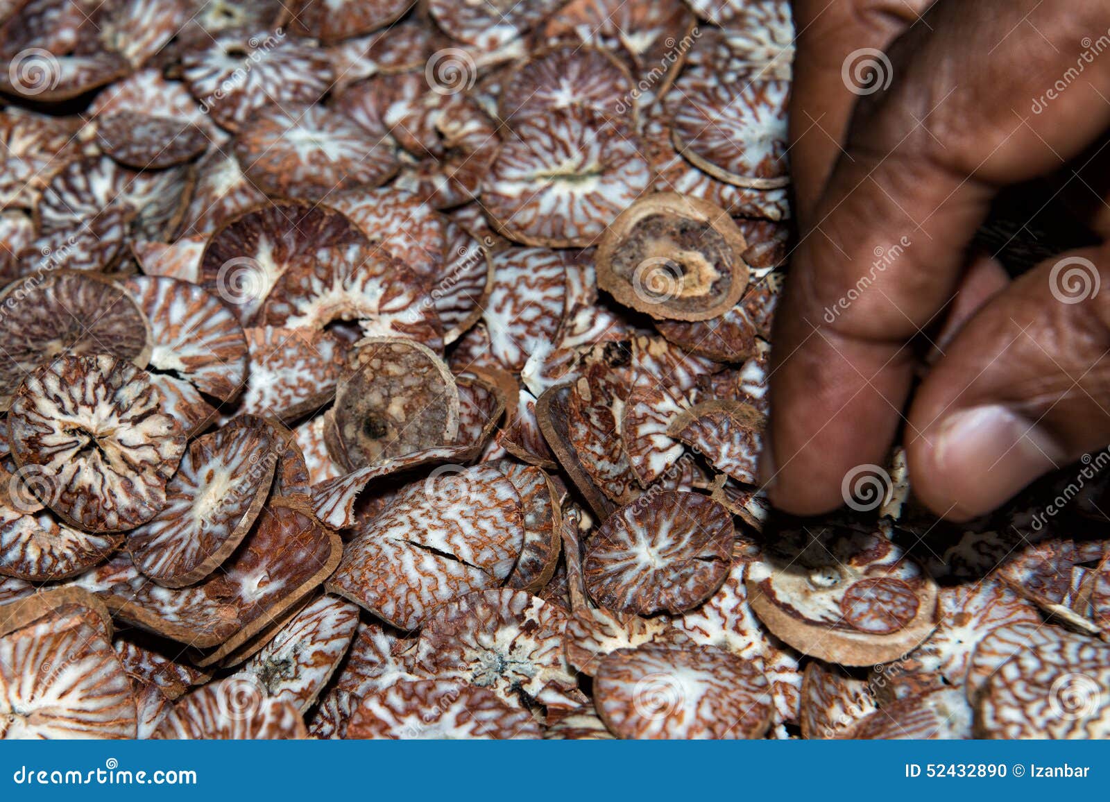 Betel Nut. Betel Nut Is A Seed Of The Fruit Of The Areca Palm, A Type ...