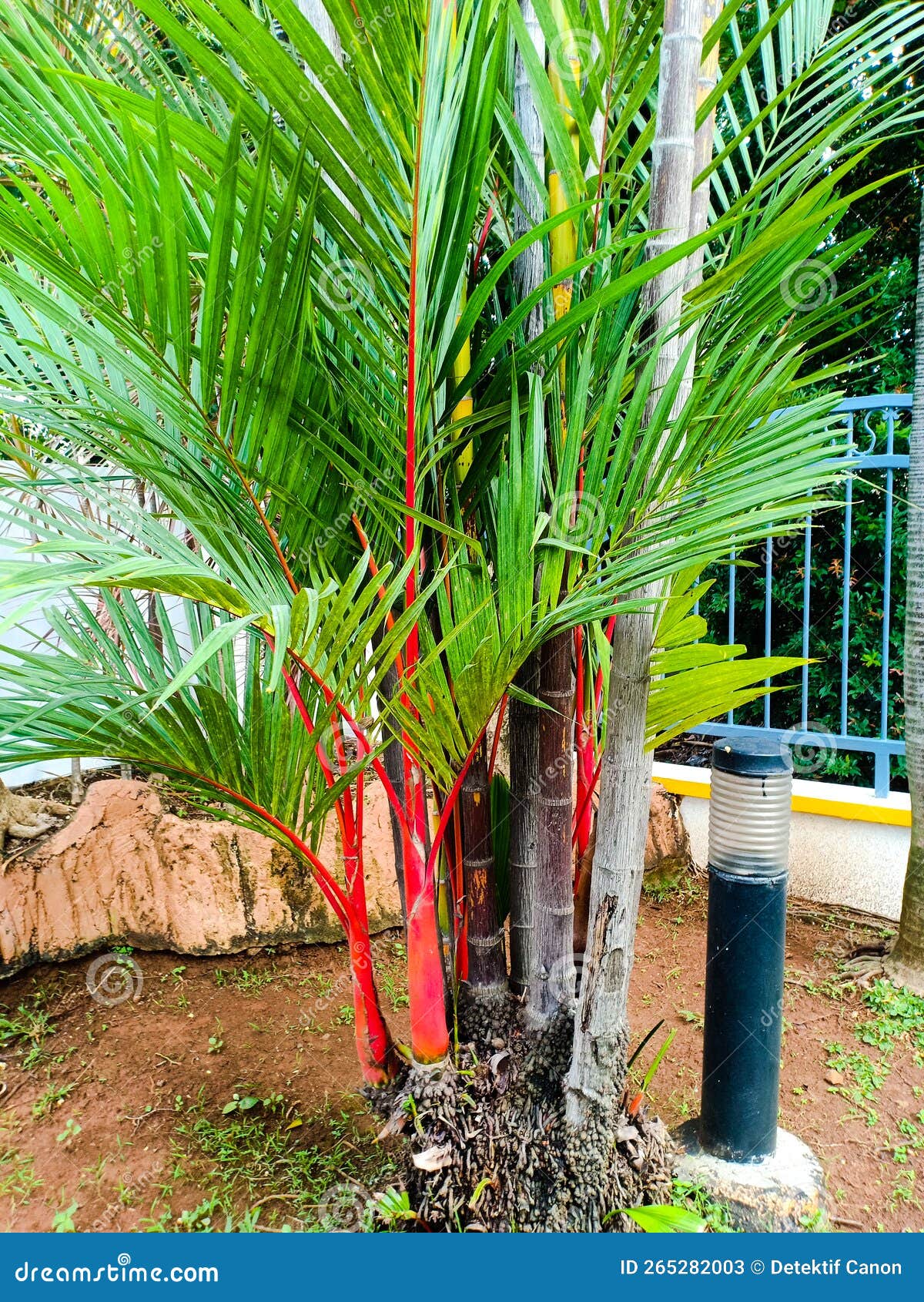 Betel Tree in Front of the House Stock Image - Image of branch, jungle ...