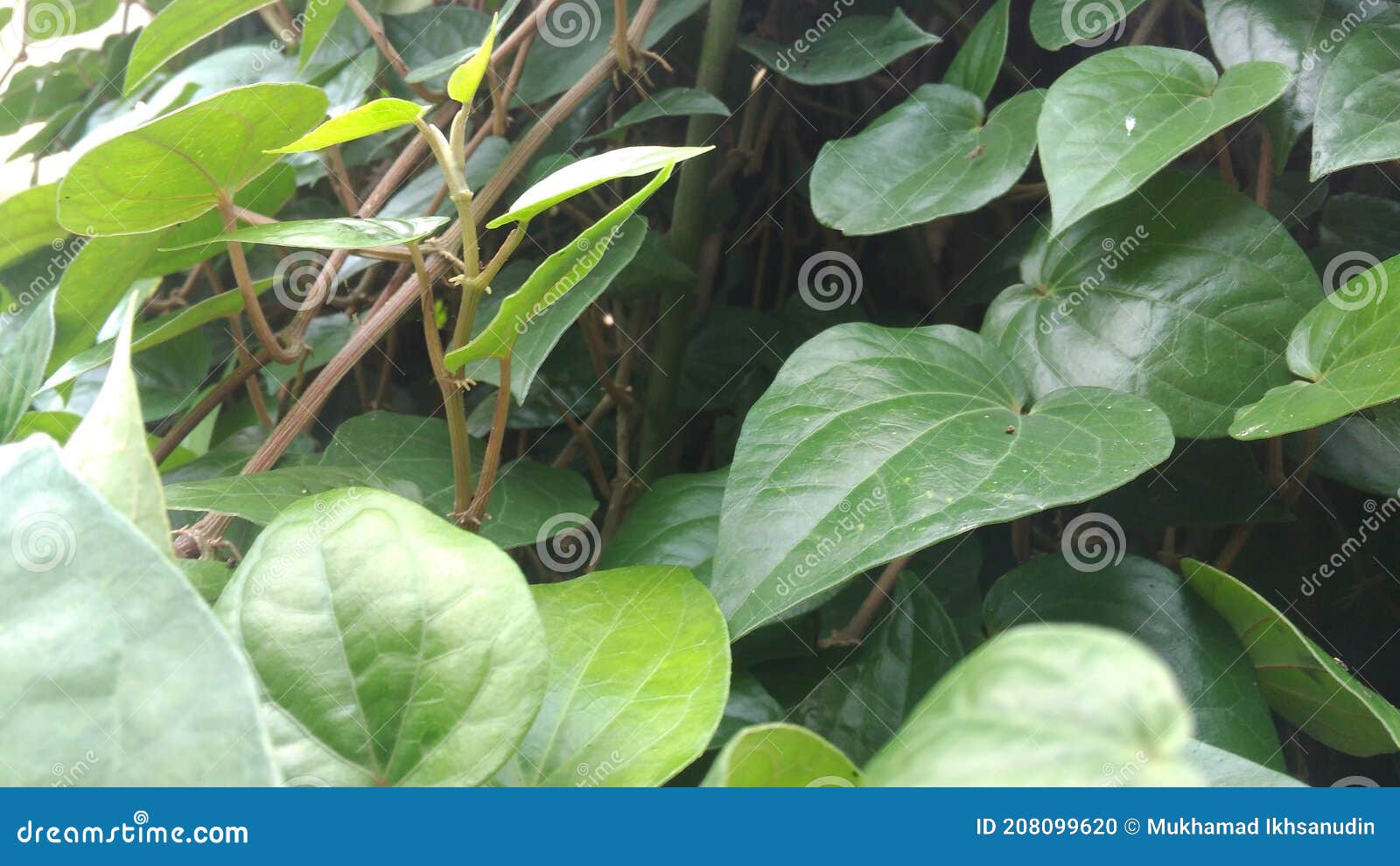 Betel tree stock photo. Image of food, flower, jungle - 208099620