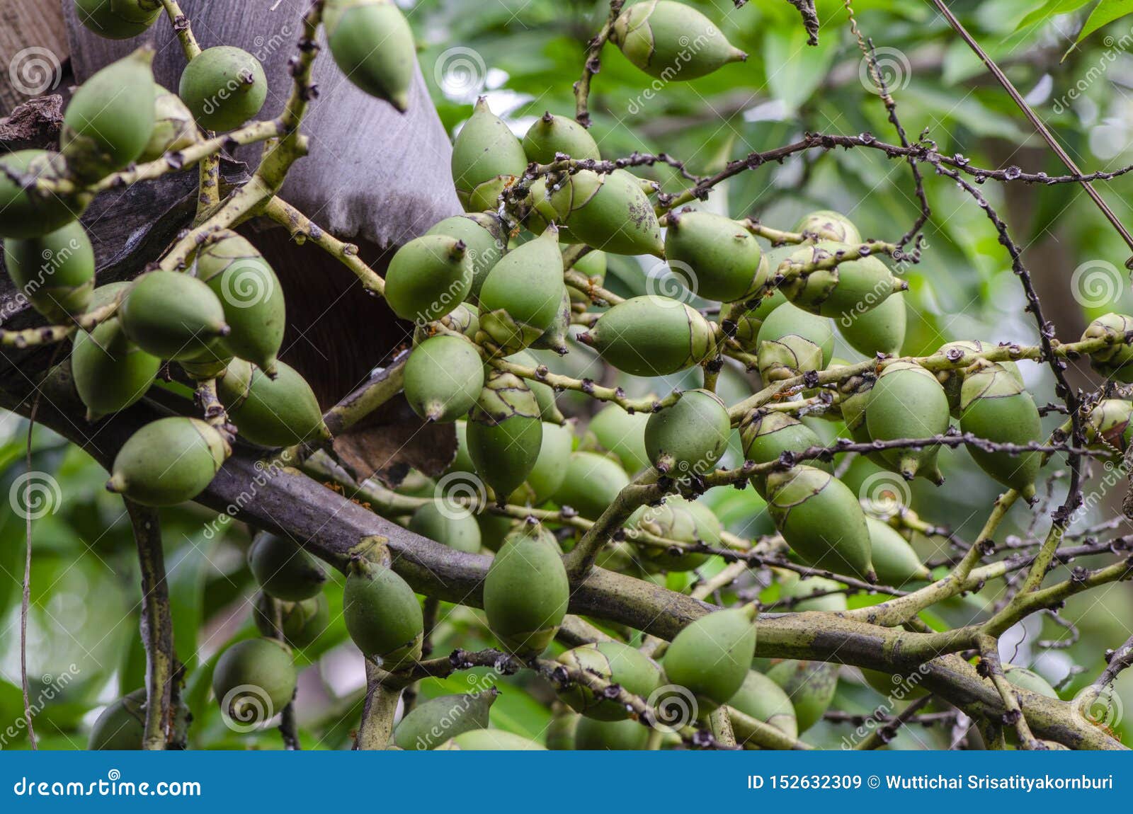 The Betel Tree with Betel Nut in Garden Stock Image - Image of food ...