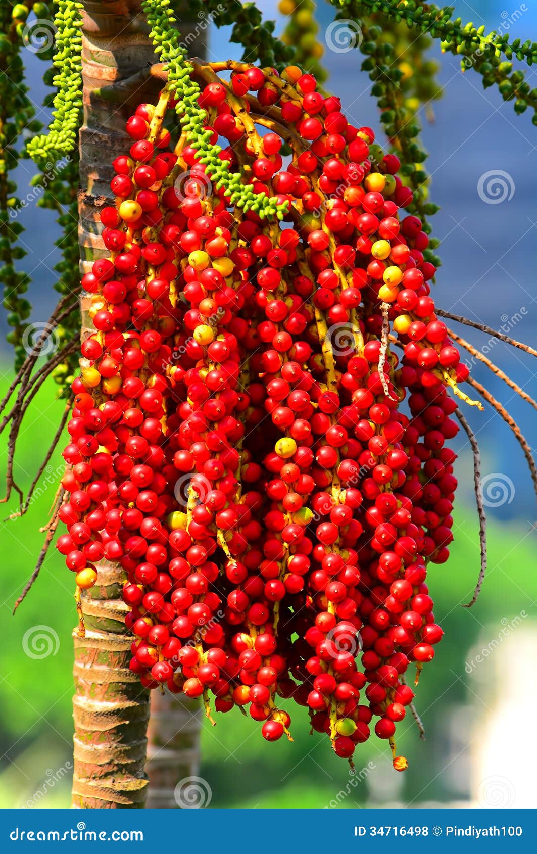 Betel tree with red nuts stock photo. Image of seed, ripe - 34716498