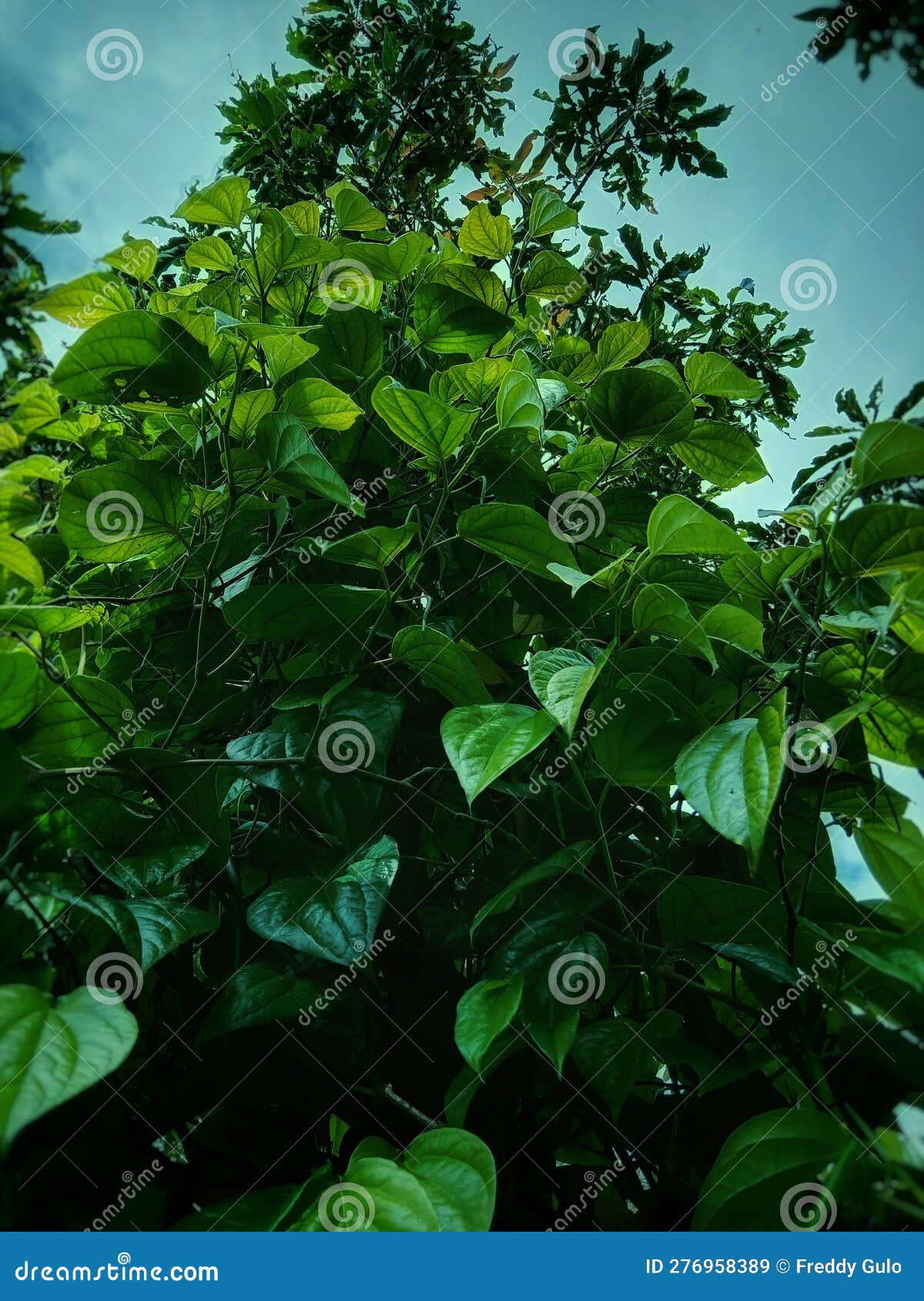 Betel Tree that Thrives on Vines on Other Trees Stock Image - Image of ...