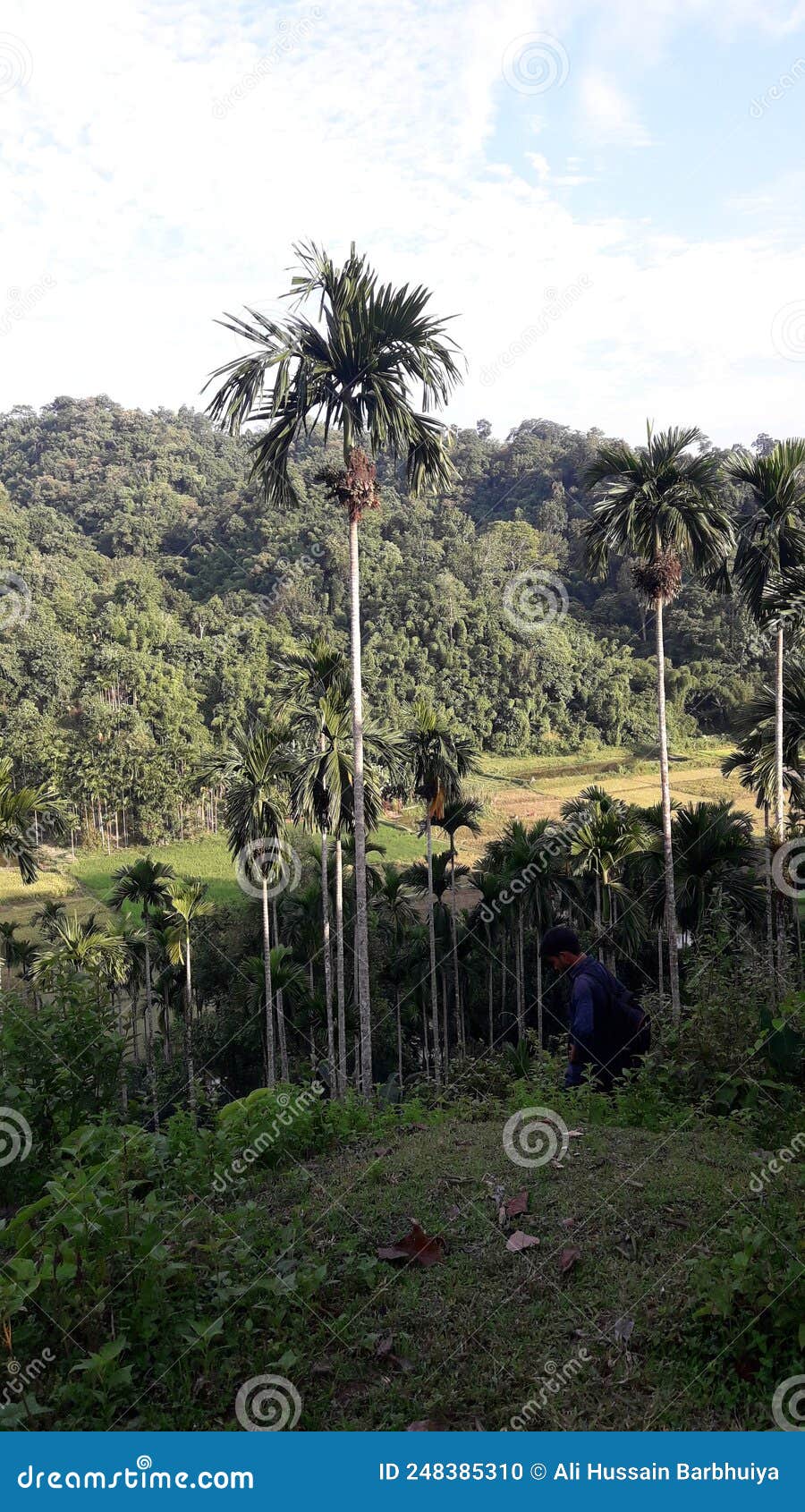 Betelnut tree in jungle stock photo. Image of plantation - 248385310