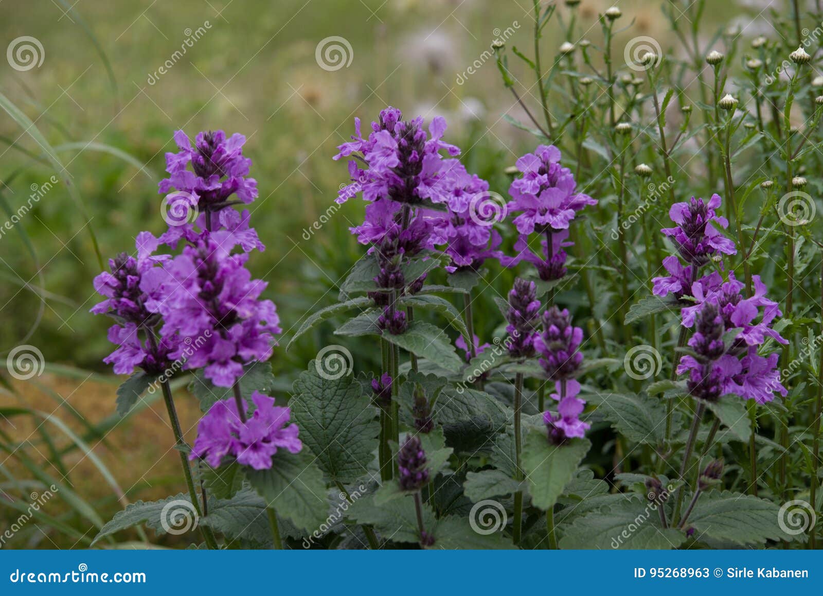 Betonica officinalis 库存图片. 图片 包括有 平面, 草甸, 丁香, 本质, 查出 - 95268963