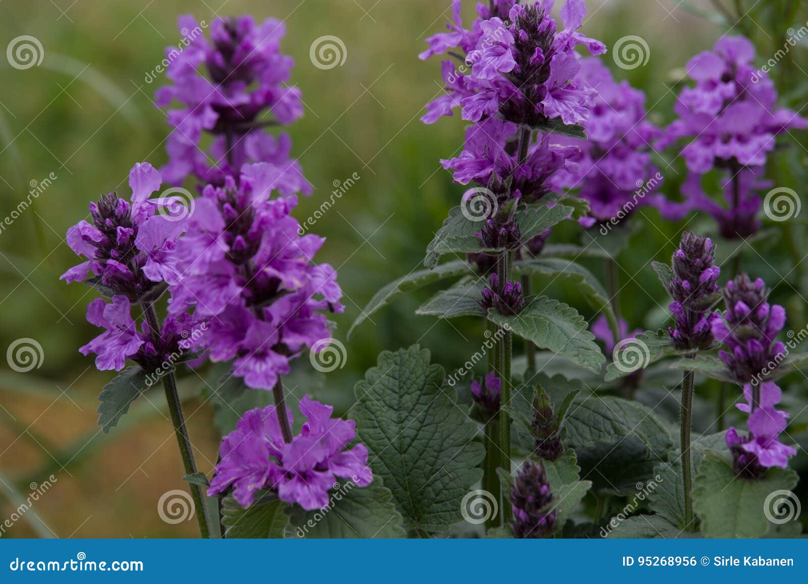 Betonica officinalis stock photo. Image of flora, clear - 95268956