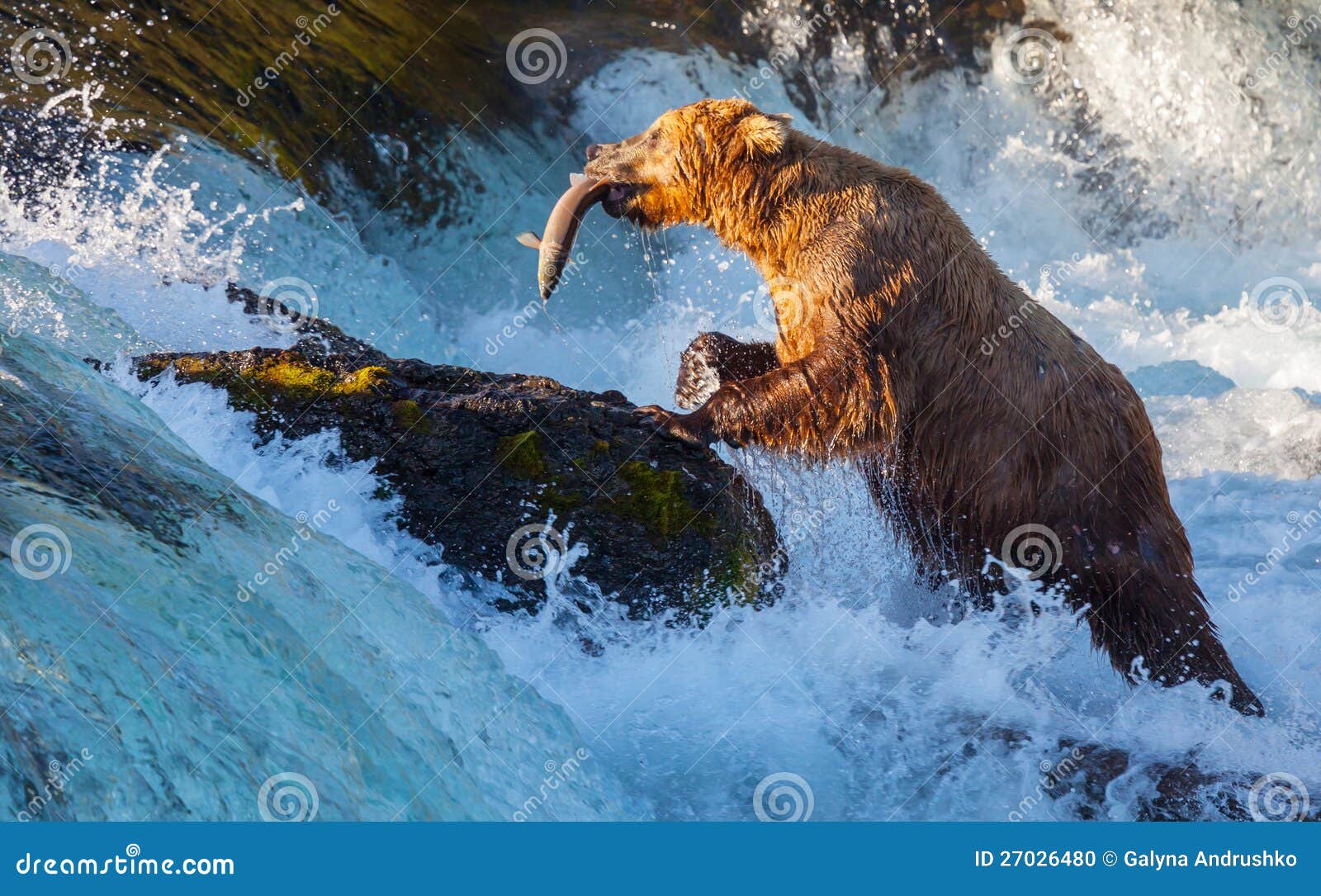 Betreffen Sie Alaska stockfoto. Bild von pelz, bär, lager - 27026480