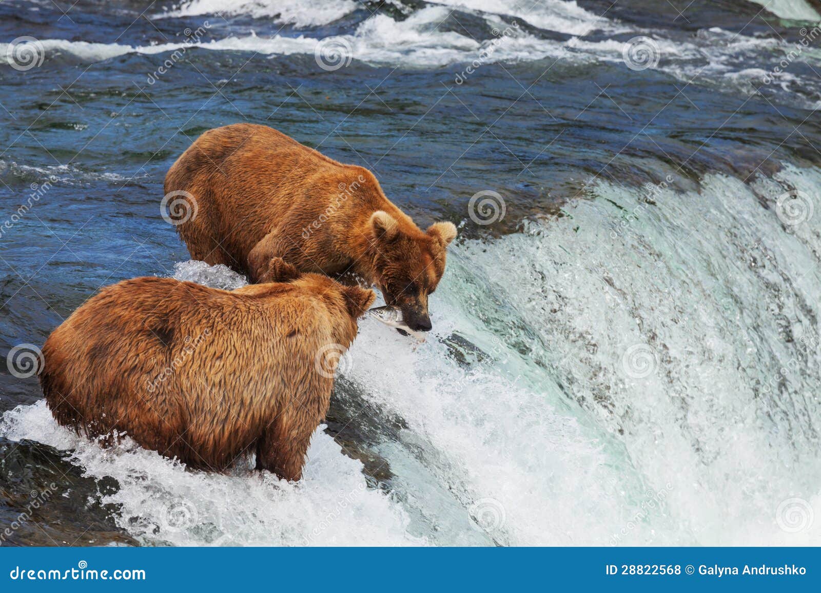 Betreffen Sie Alaska stockfoto. Bild von lachse, verärgert - 28822568