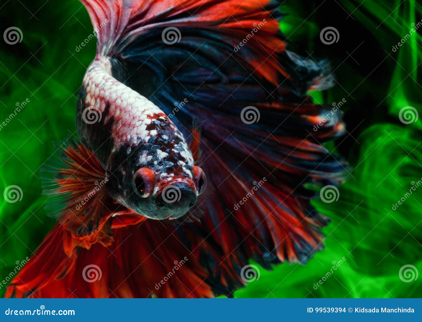 Betta鱼 库存照片. 图片 包括有 红色, 战斗, 月亮, 移动, 关闭, 概念, 艺术 - 99539394