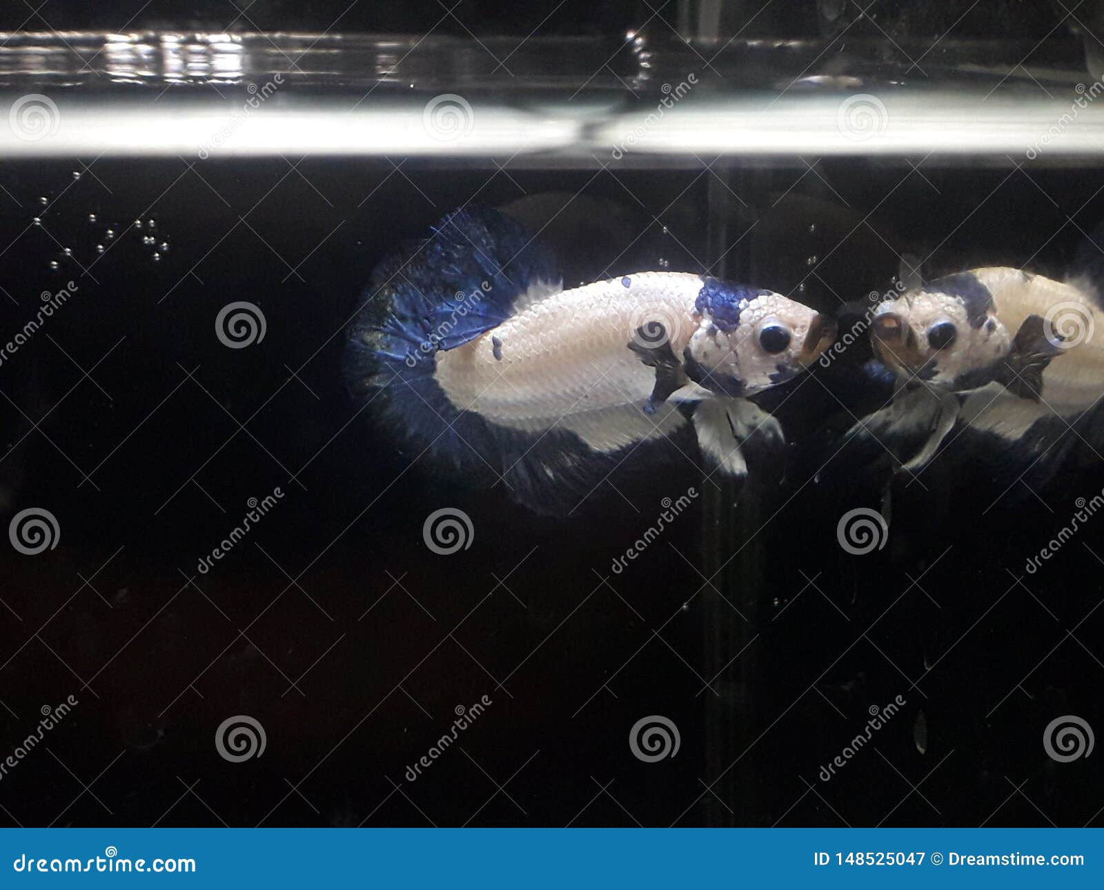 Betta stock image. Image of fish, zzzz, betta, black - 148525047