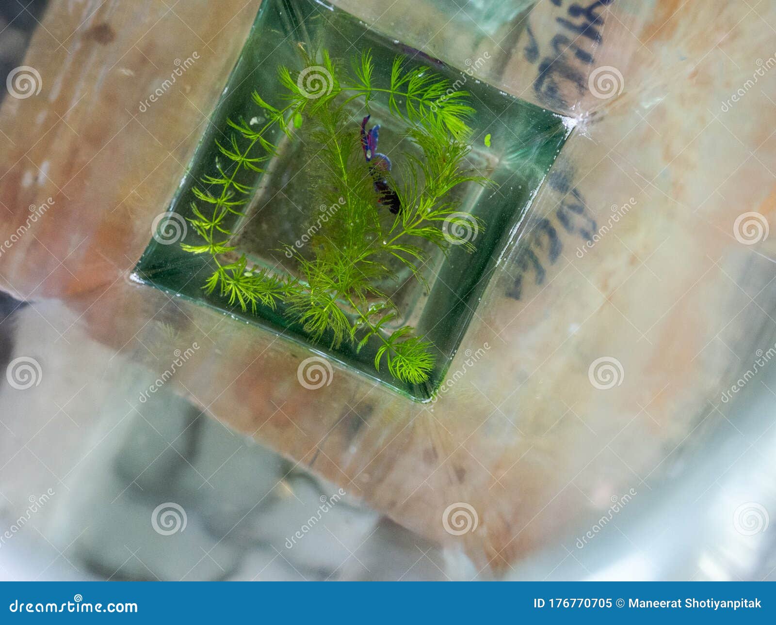 Betta or Called Fighting Fish in the Jar Stock Image - Image of betta ...
