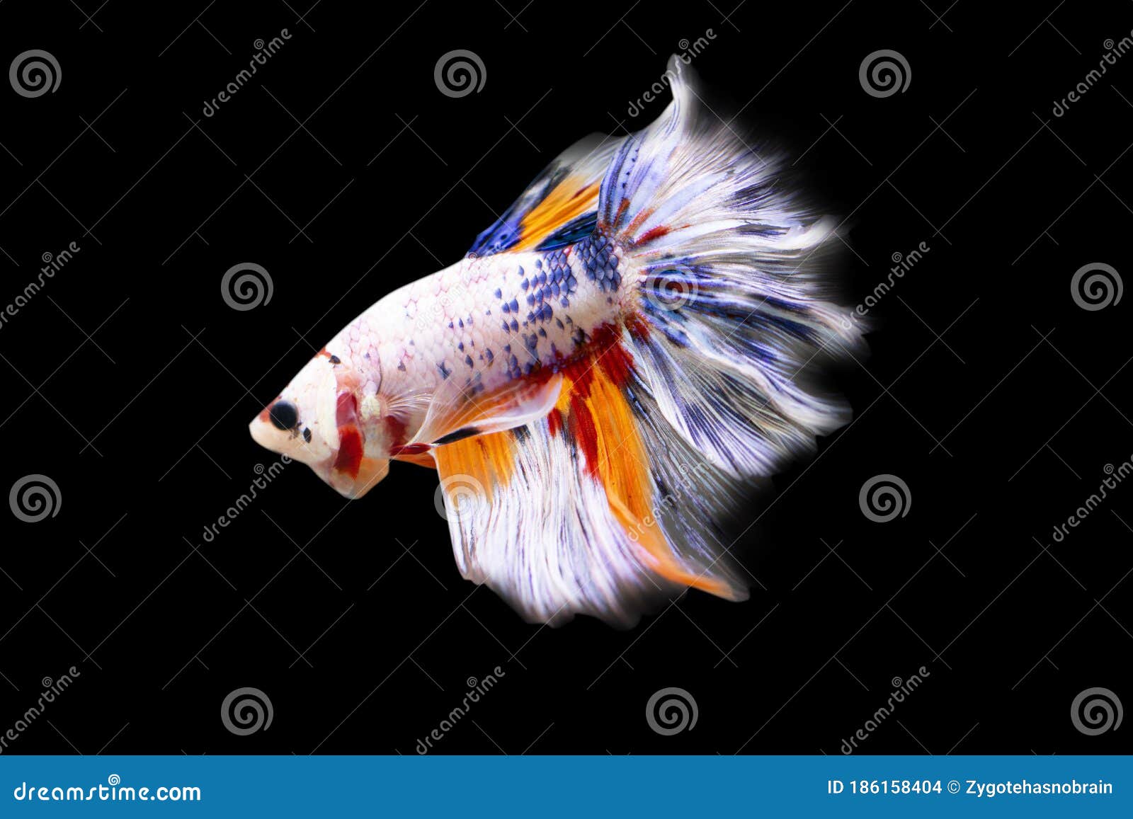 Betta Candy Plakat HMPK Male Or Plakat Fighting Fish Splendens Royalty ...