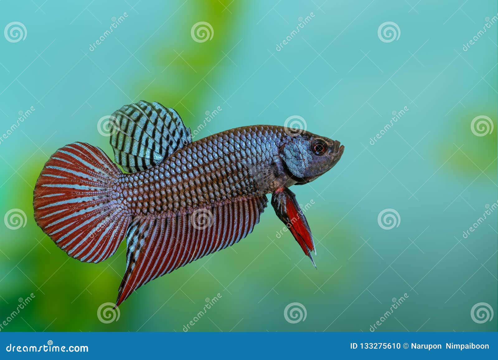 Betta De Mahachai O Mahachaiensis De Betta Foto de archivo - Imagen de ...