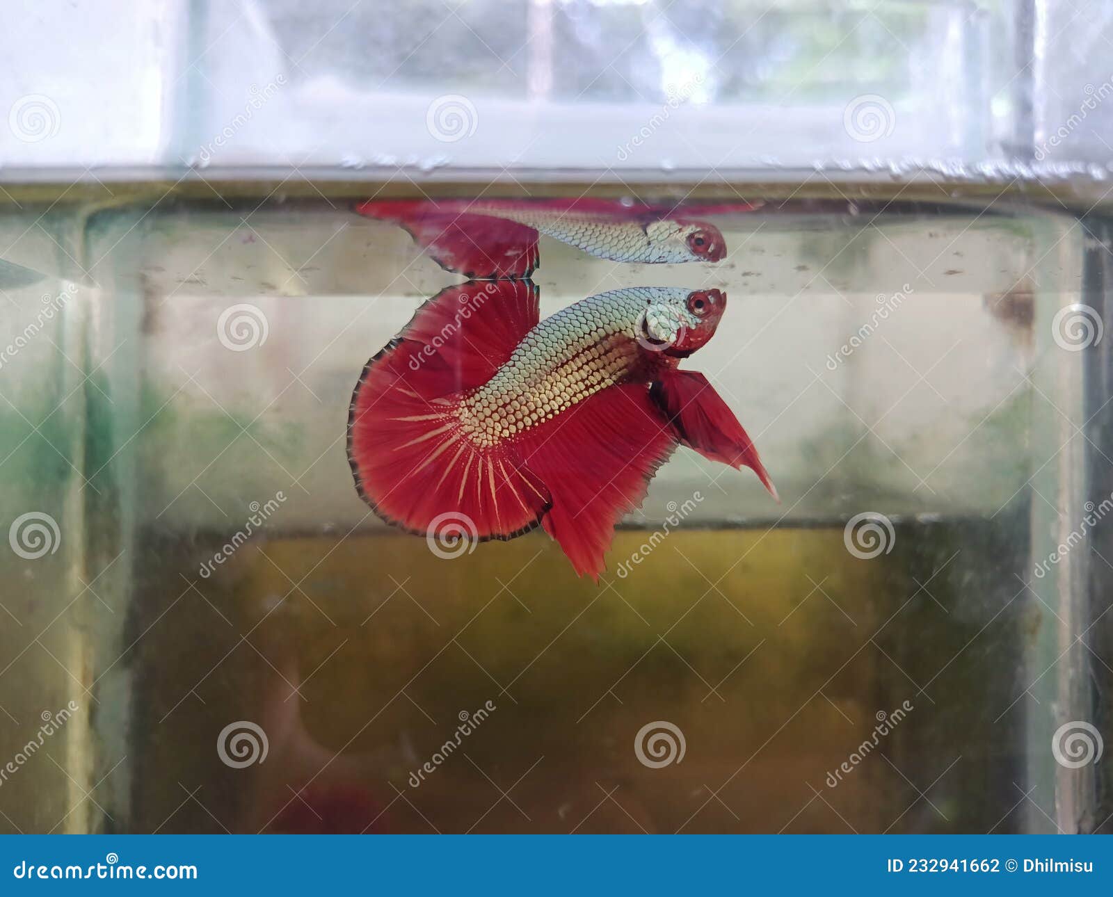 Betta fighter stock photo. Image of show, wall, tank - 232941662