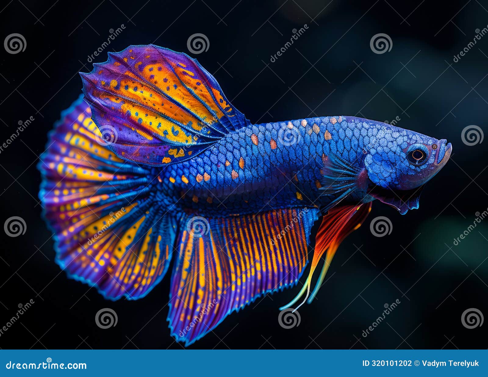 Betta: Fighting Fish Also Known As Betta and Siamese Fighting Fish ...