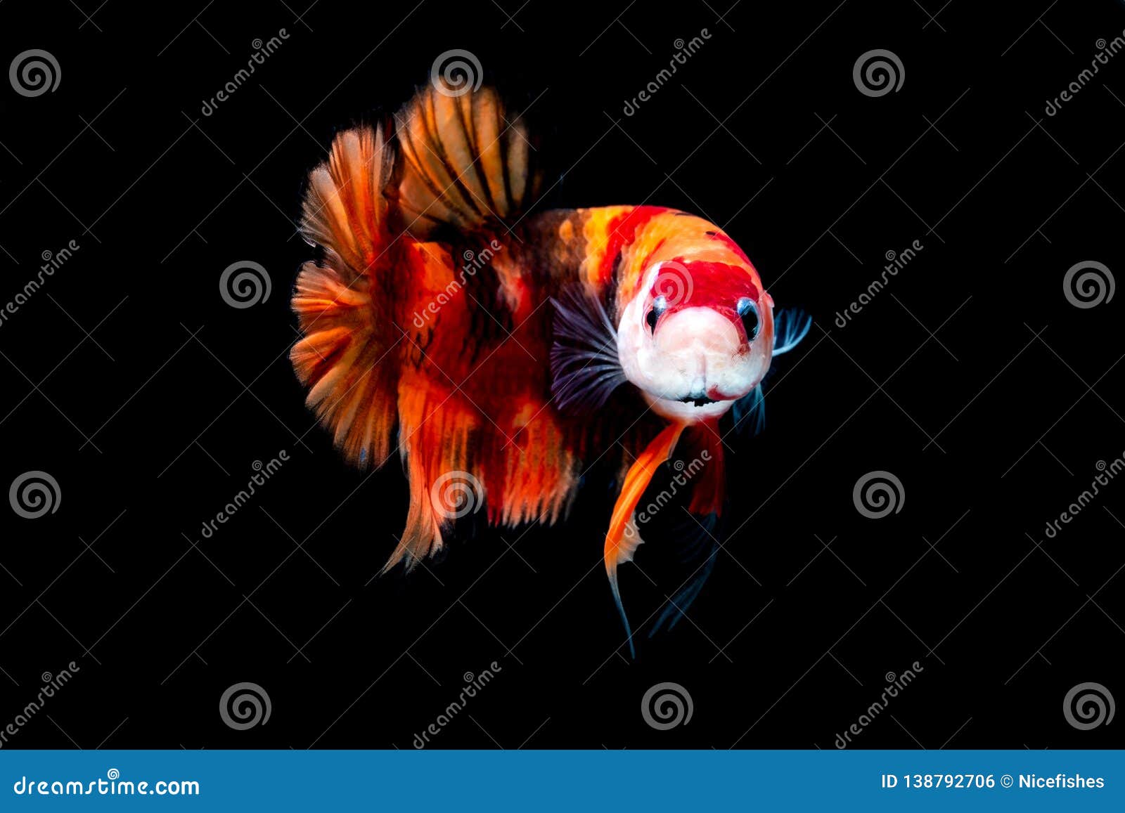 Betta Fighting fish stock photo. Image of isolated, domestic - 138792706